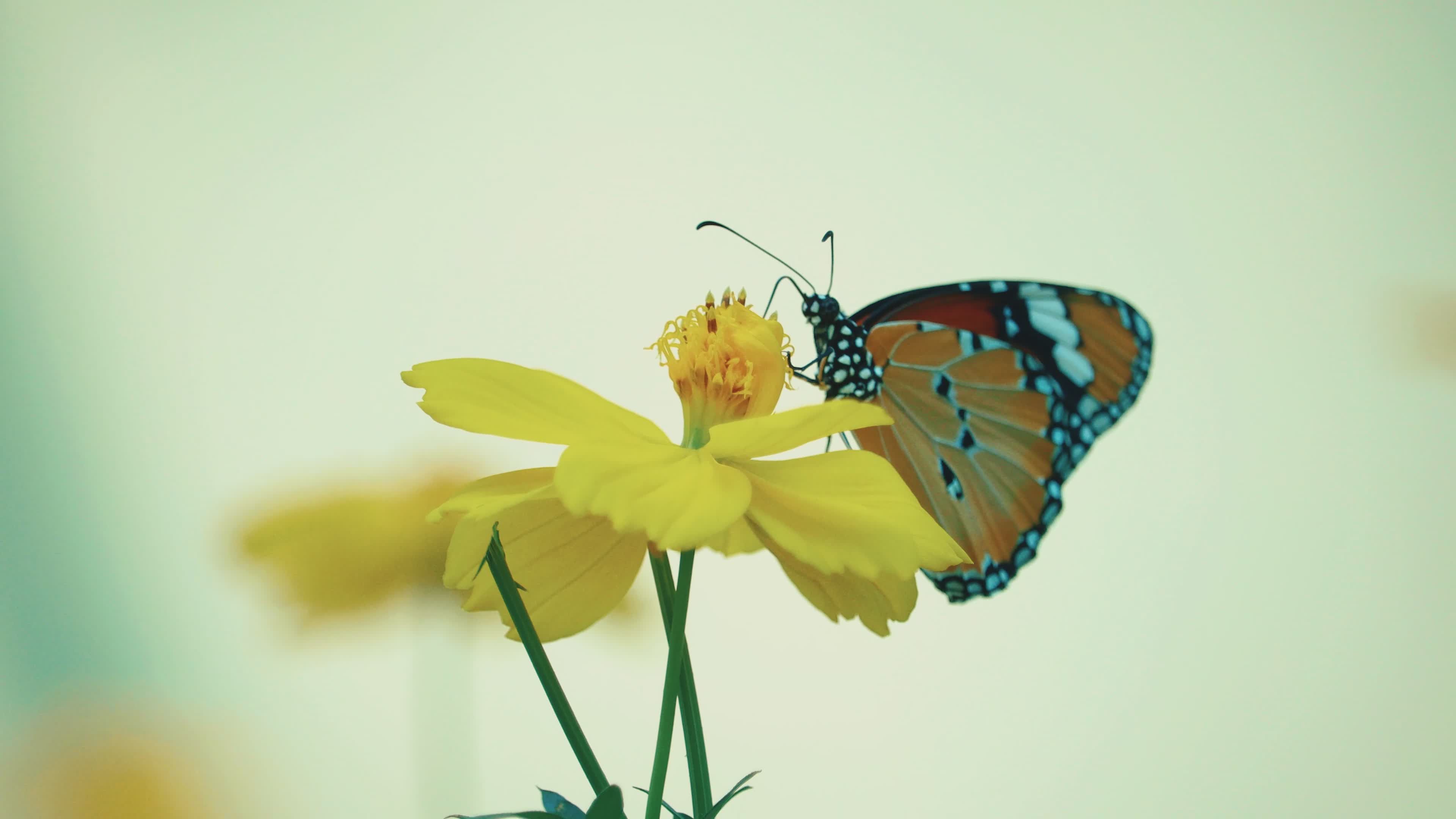 Close-up of Butterfly on Yellow Flower Blossom Free Stock Video Footage ...