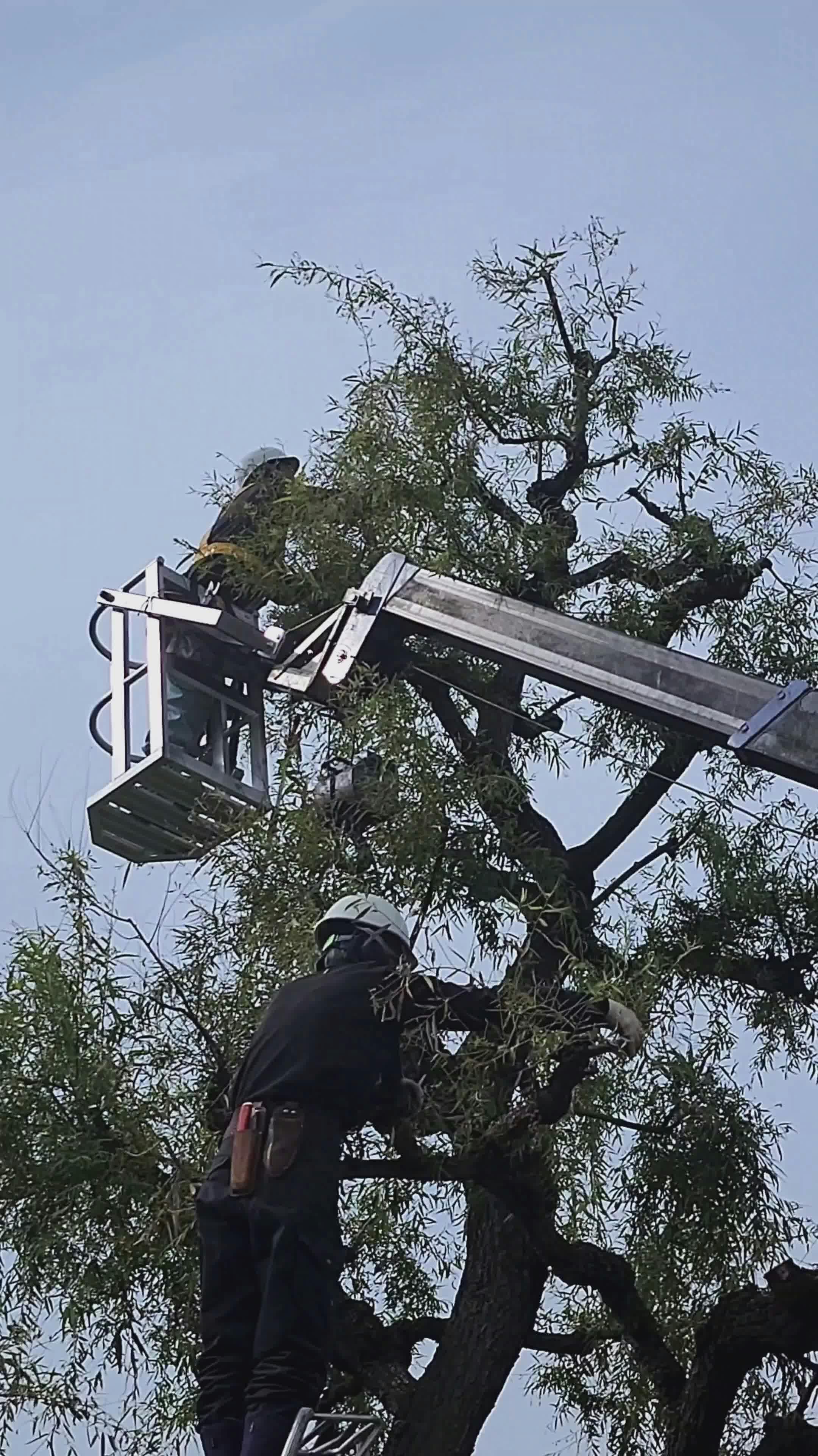 Tree Maintenance Work with Safety Equipment Free Stock Video Footage ...