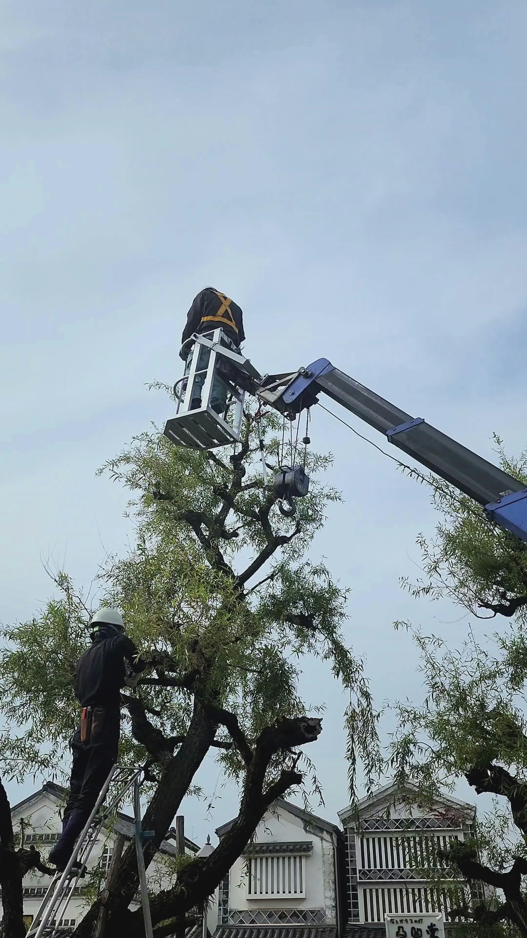 Tree Pruning with Industrial Crane Outdoors Free Stock Video Footage ...