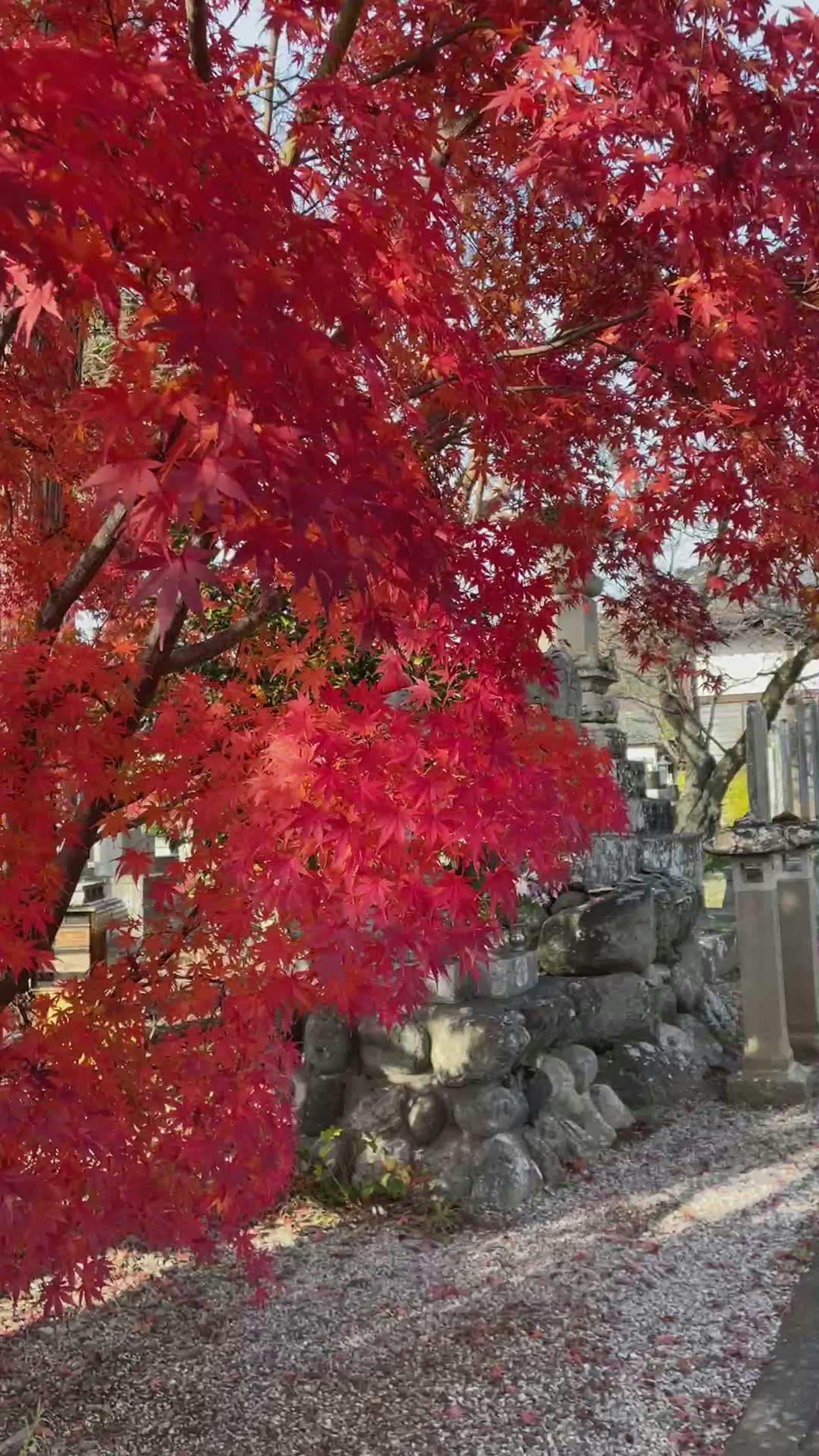 Japanese+Mom+And+Son+Temptation Videos, Download The BEST Free 4k Stock ...