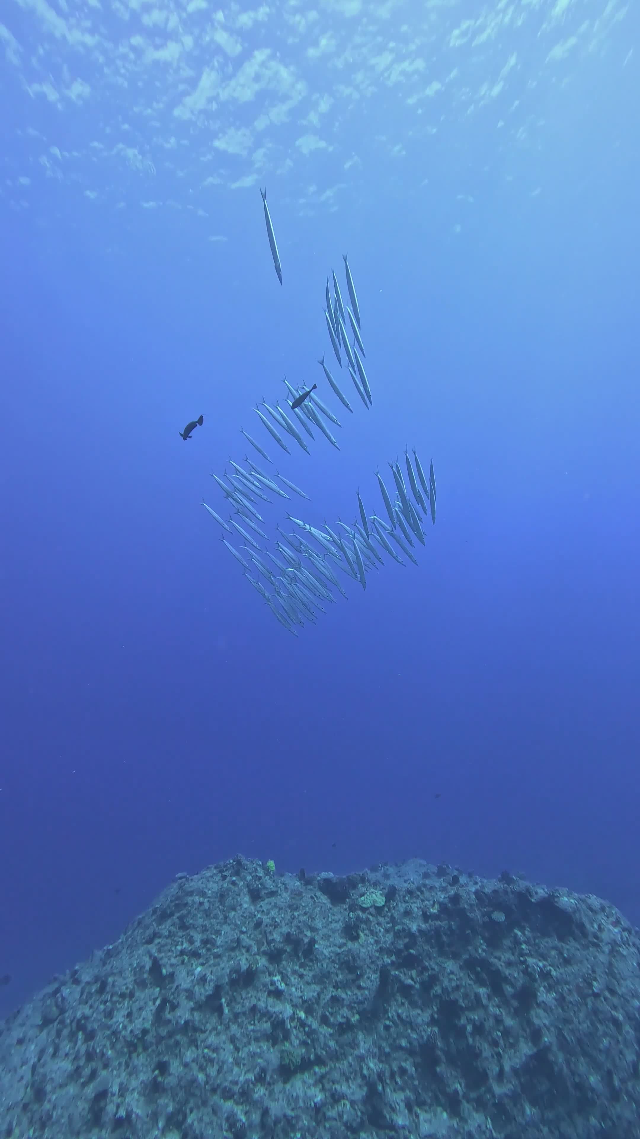 Serene Underwater School of Fish Exploration Free Stock Video Footage ...