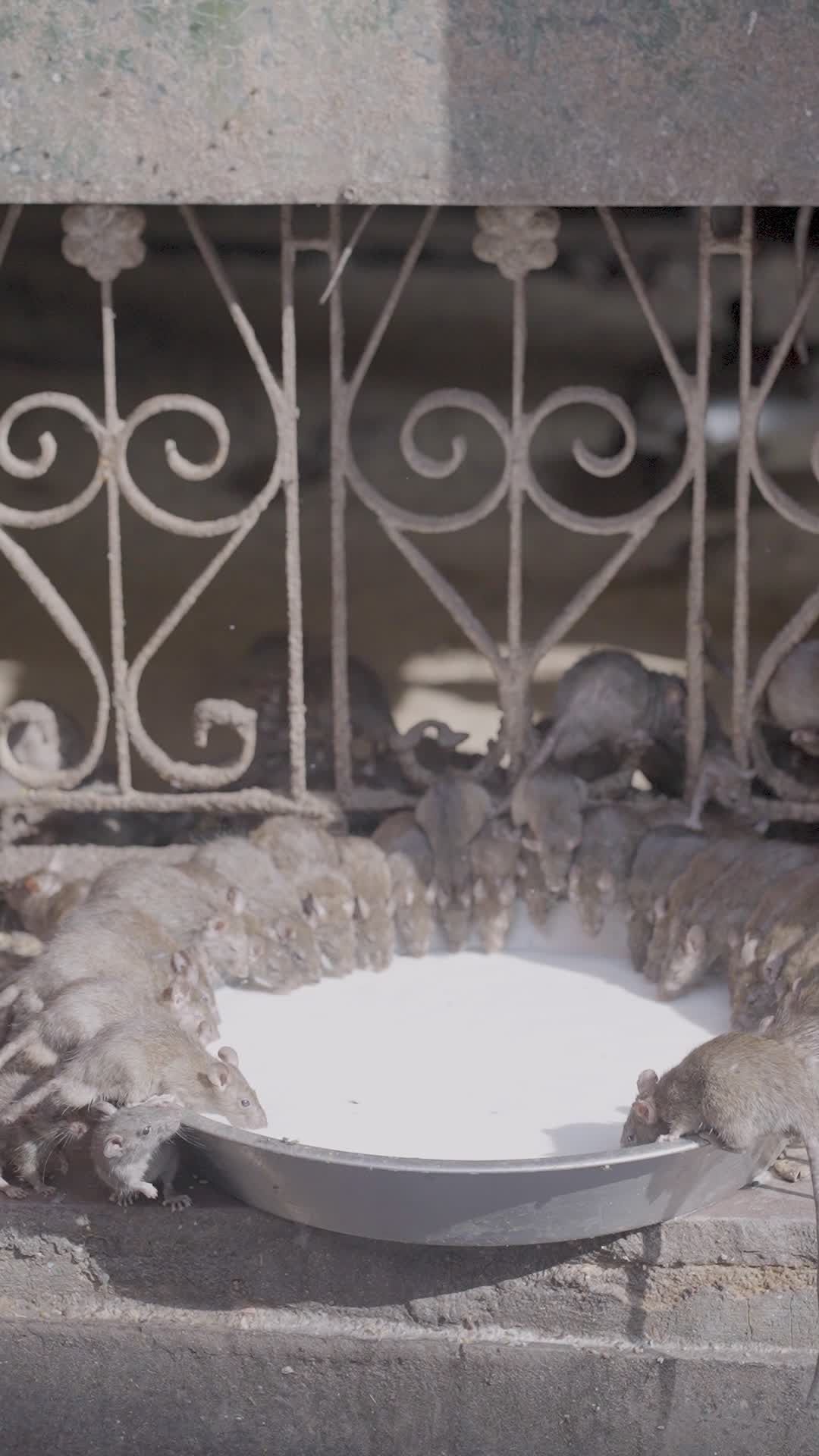 Rats Drinking Milk at Urban Setting Free Stock Video Footage, Royalty ...