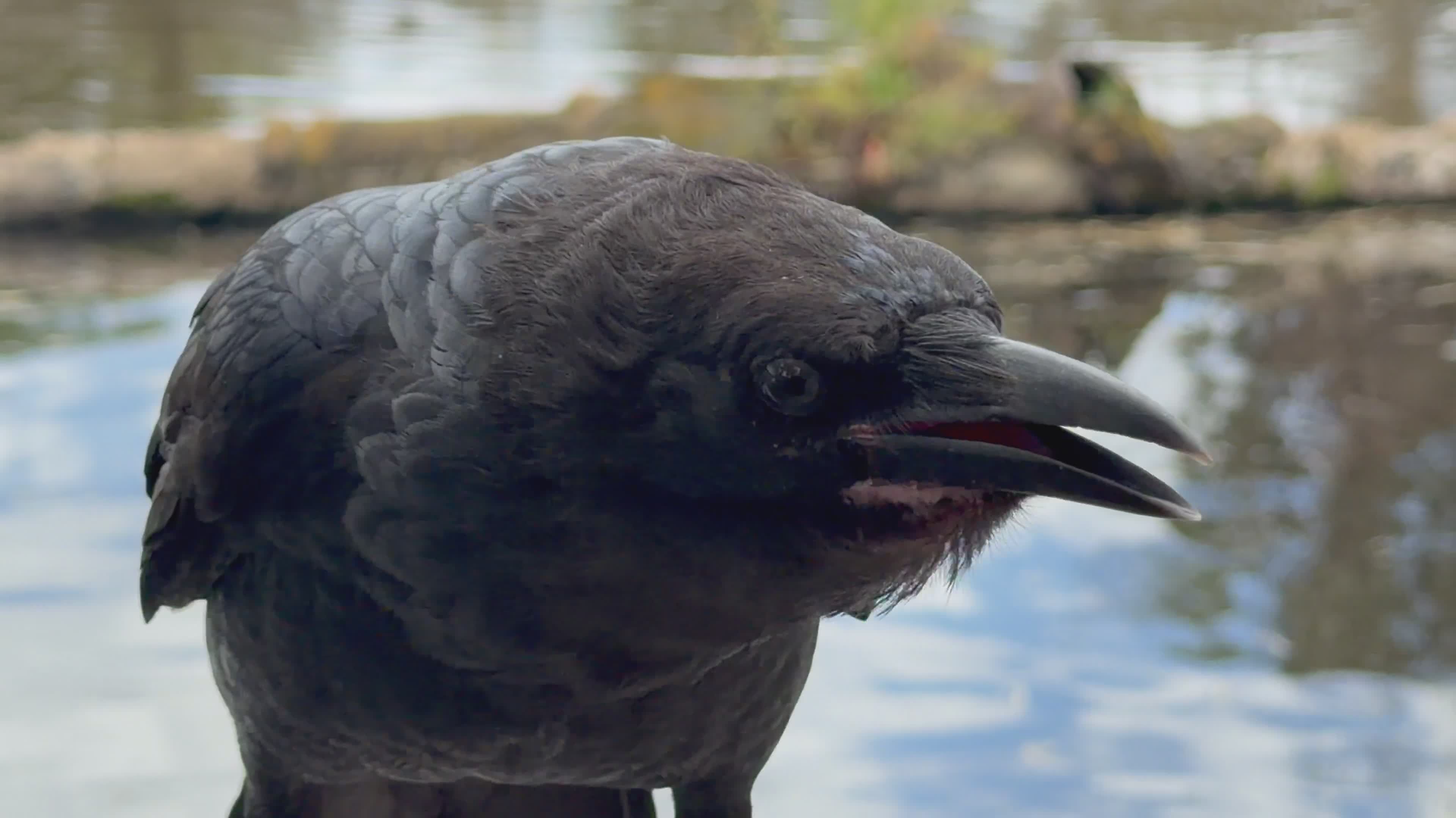 Close-up of Vocalizing Crow by the Water Free Stock Video Footage ...