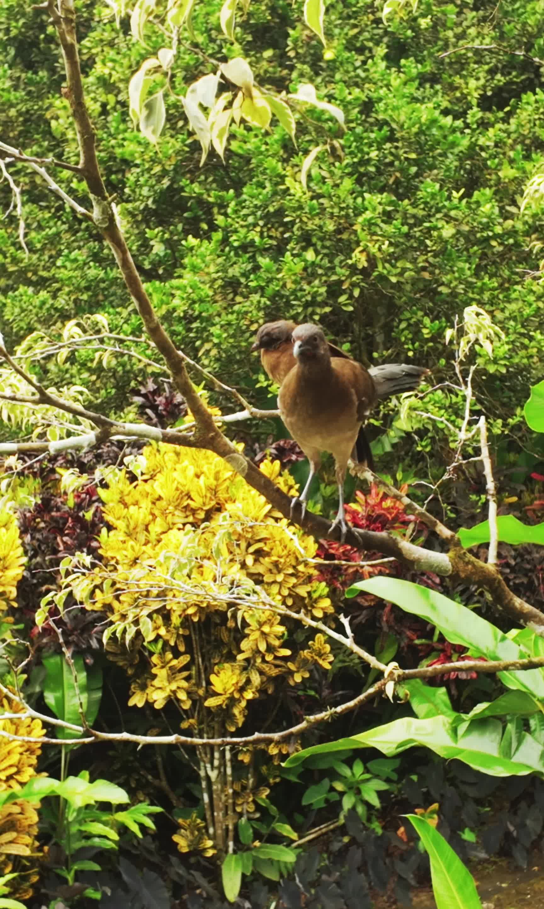 Chachalaca Bird in Valle de Anton, Panama Free Stock Video Footage ...