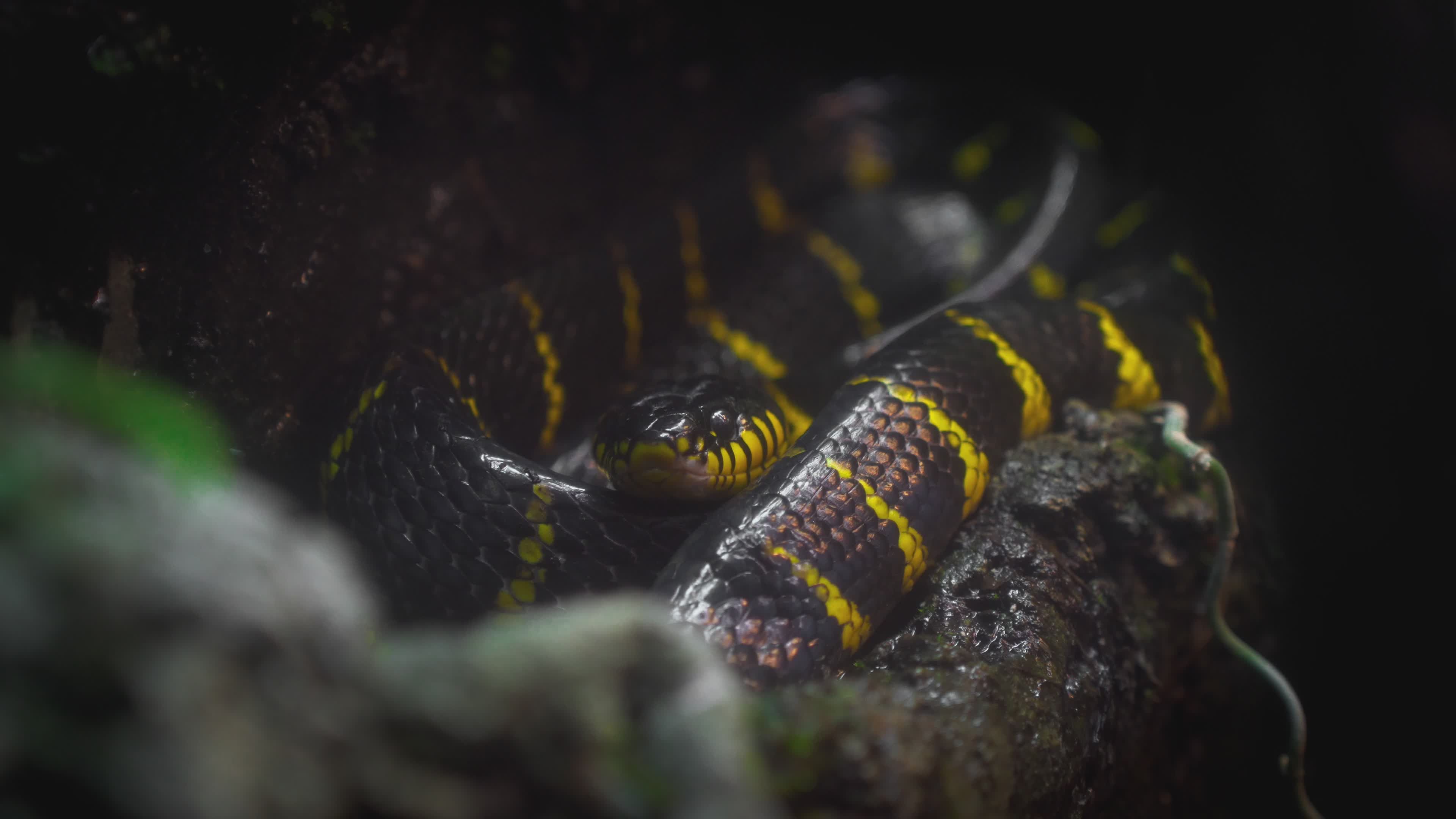 Close-up of Band-Tailed Snake in Natural Habitat Free Stock Video ...