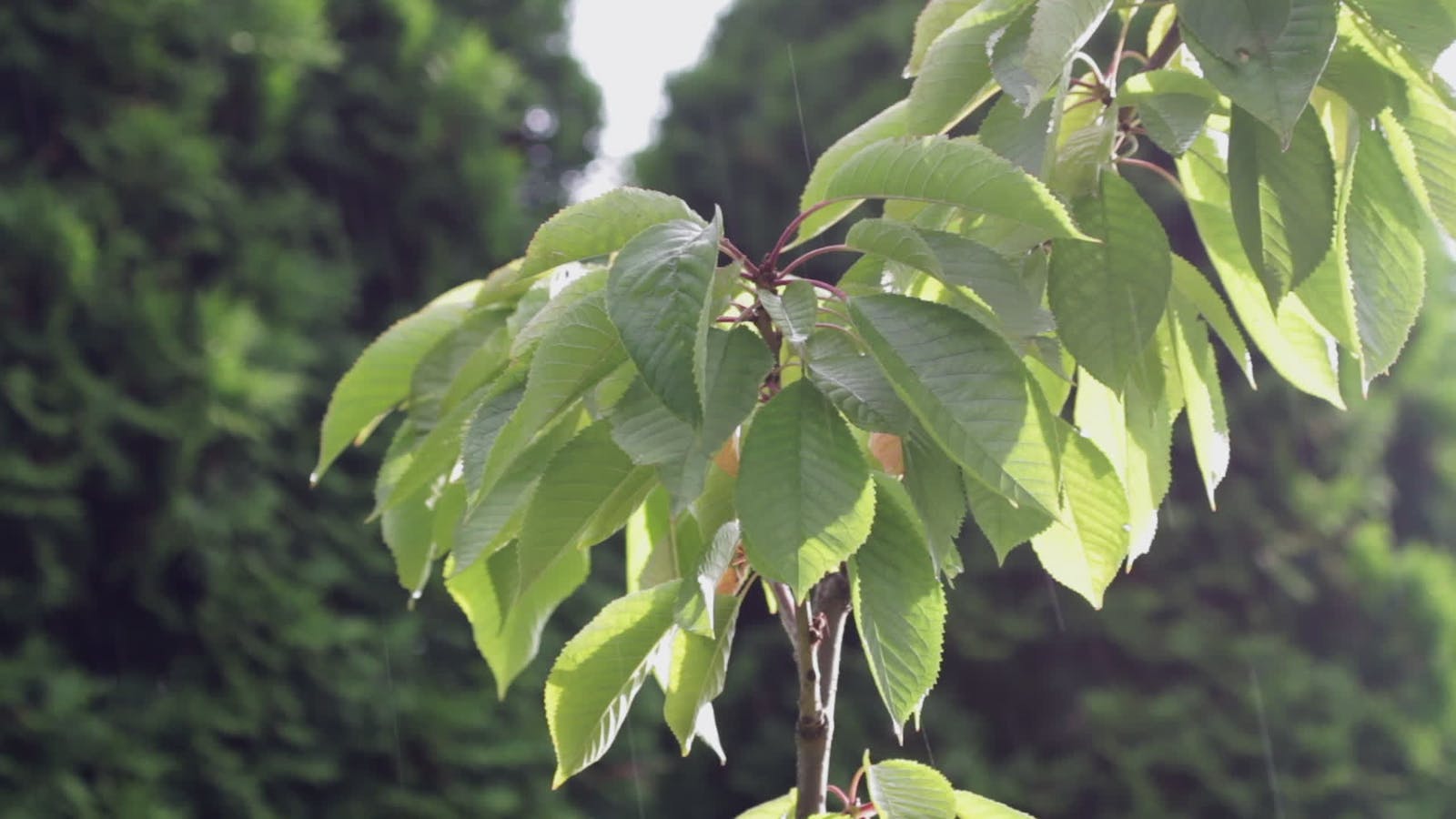 Blurr's+Ba Videos, Download The BEST Free 4k Stock Video Footage ...