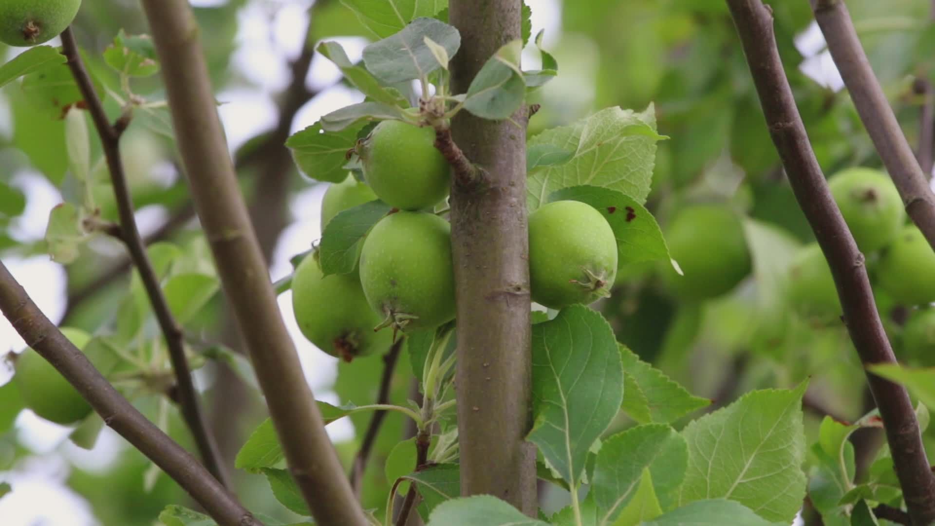 Lush Green Apples on Tree in Summer Breeze Free Stock Video Footage ...