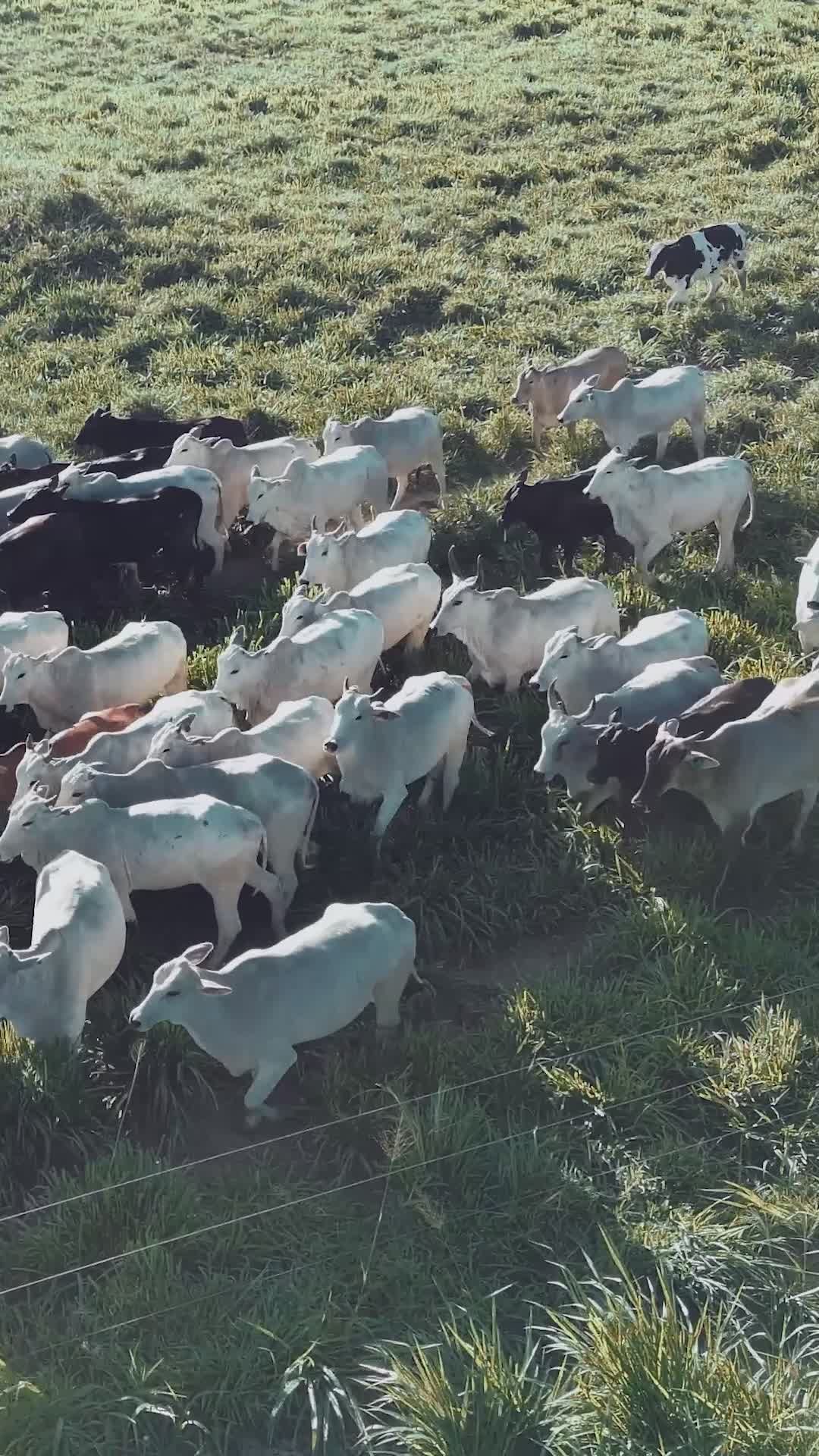 Rebanho De Gado Pastando Em Pasto Pitoresco · Vídeo profissional gratuito