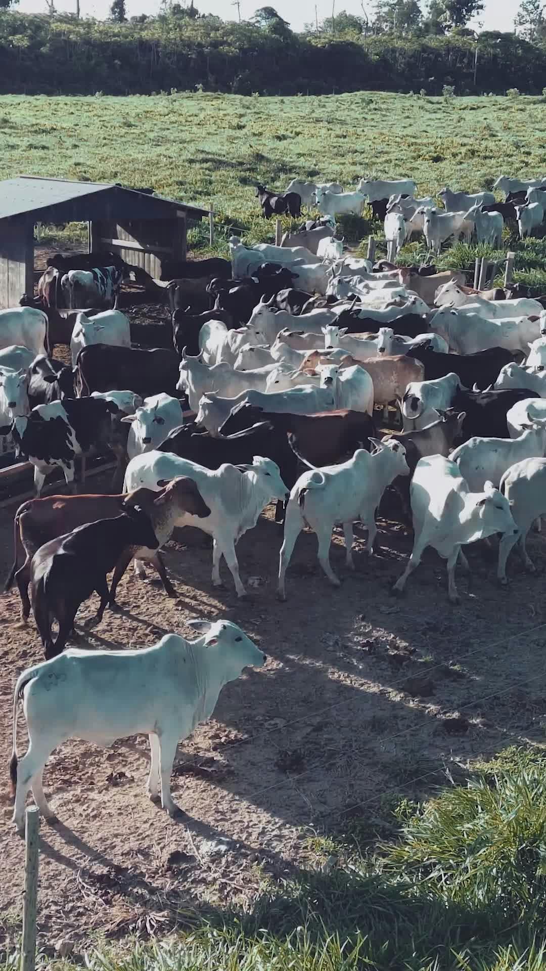 Vídeo profissional gratuito de agricultura, agricultura animal ...