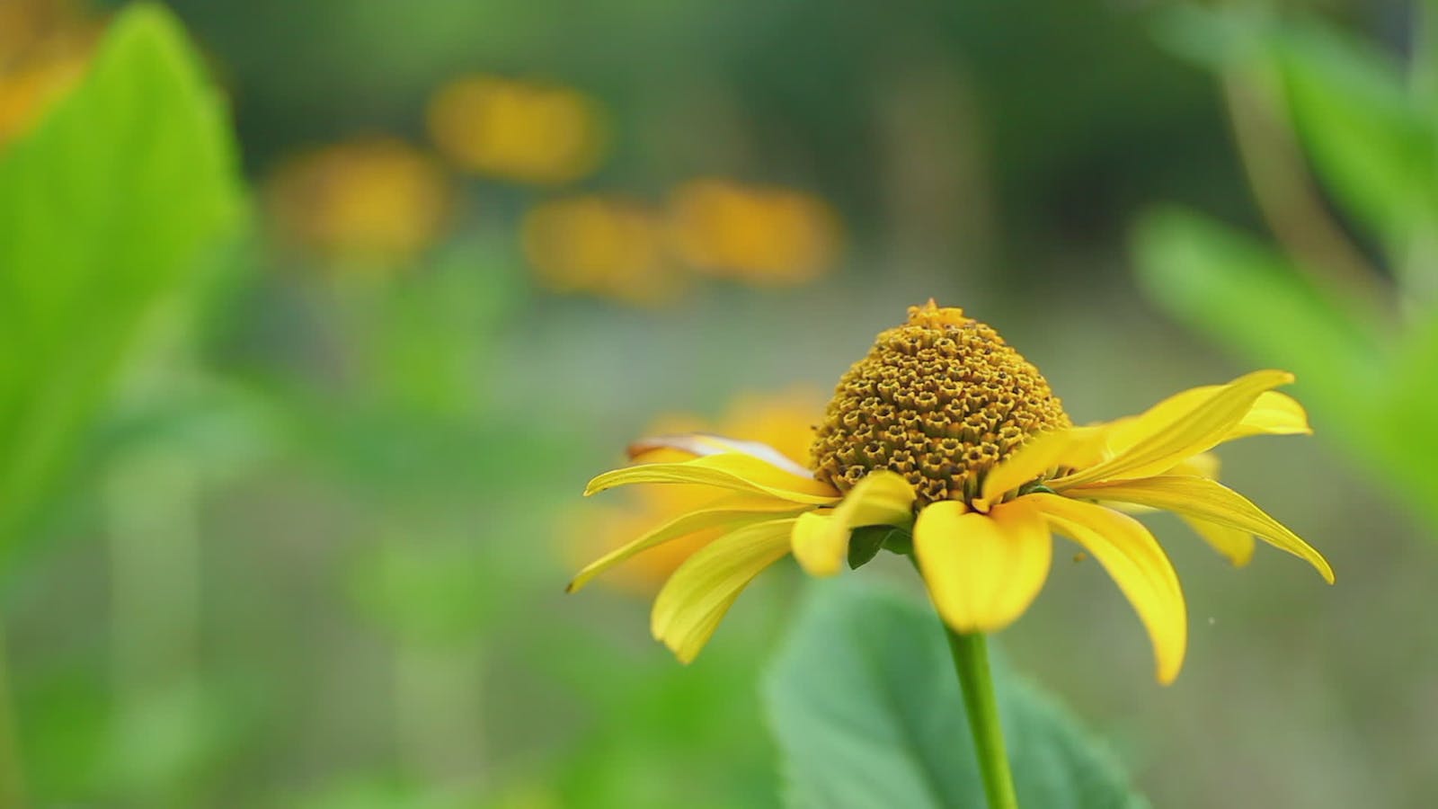 9.000+ Video Bokeh+full+no+sensor Terbaik · Unduh Gratis 100% · Video ...