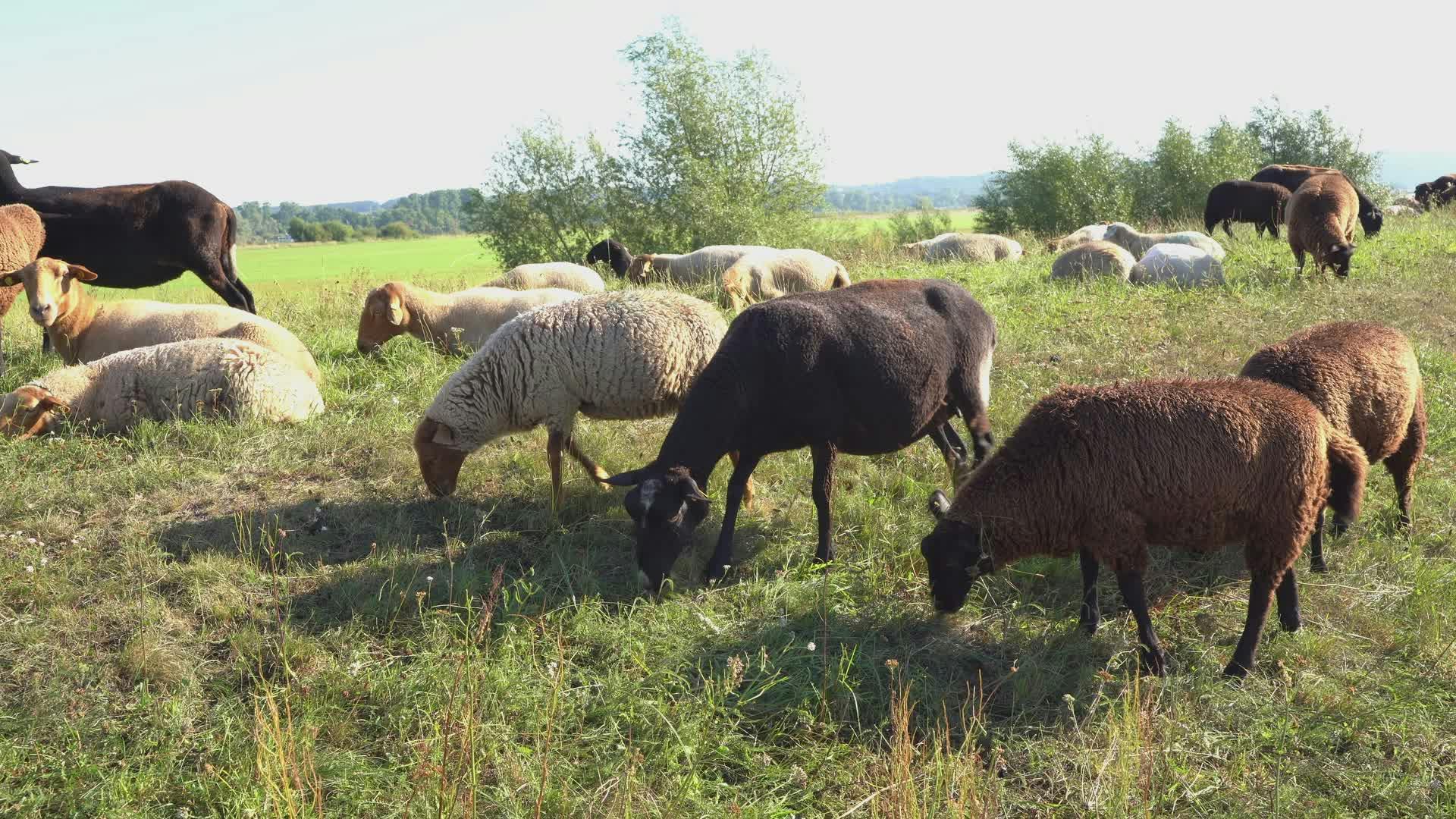 Idyllic Pastoral Scene of Grazing Sheep Free Stock Video Footage, Royalty-Free 4K & HD Video Clip