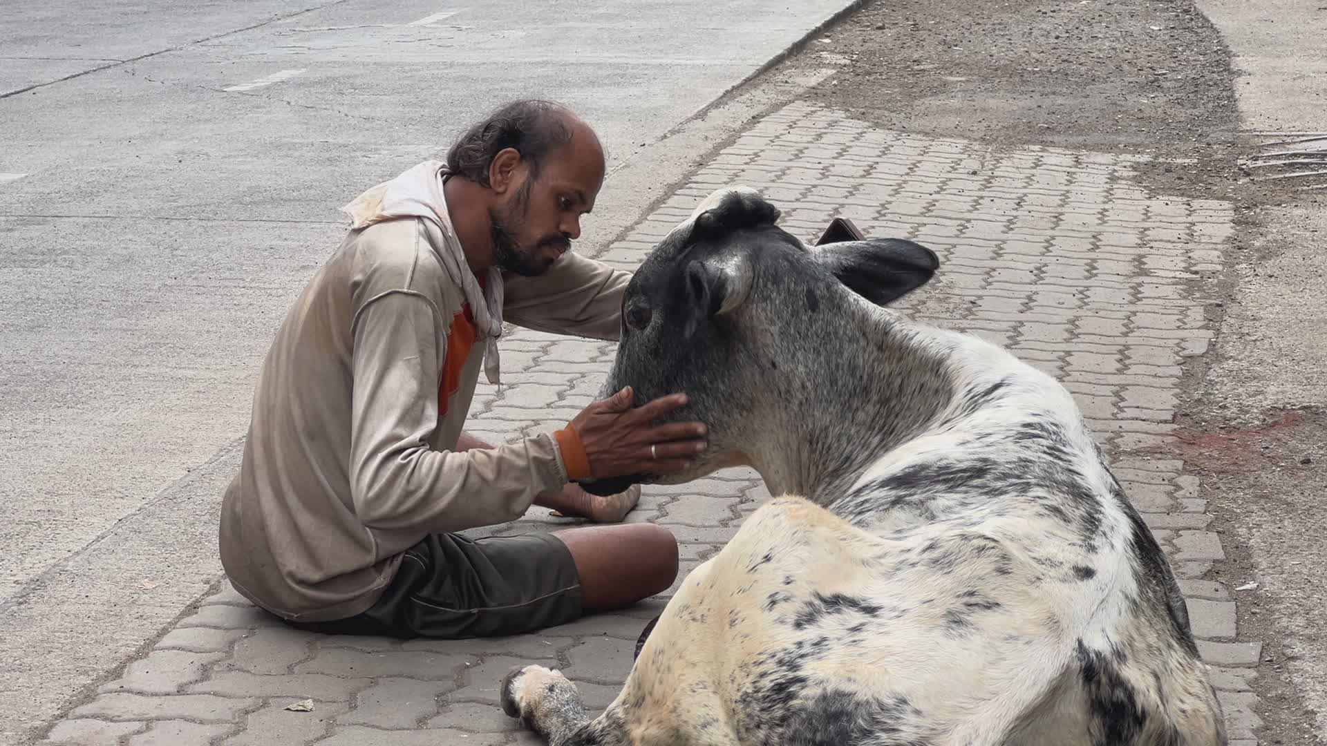 Man and Cow Sharing a Quiet Moment on Street Free Stock Video Footage ...