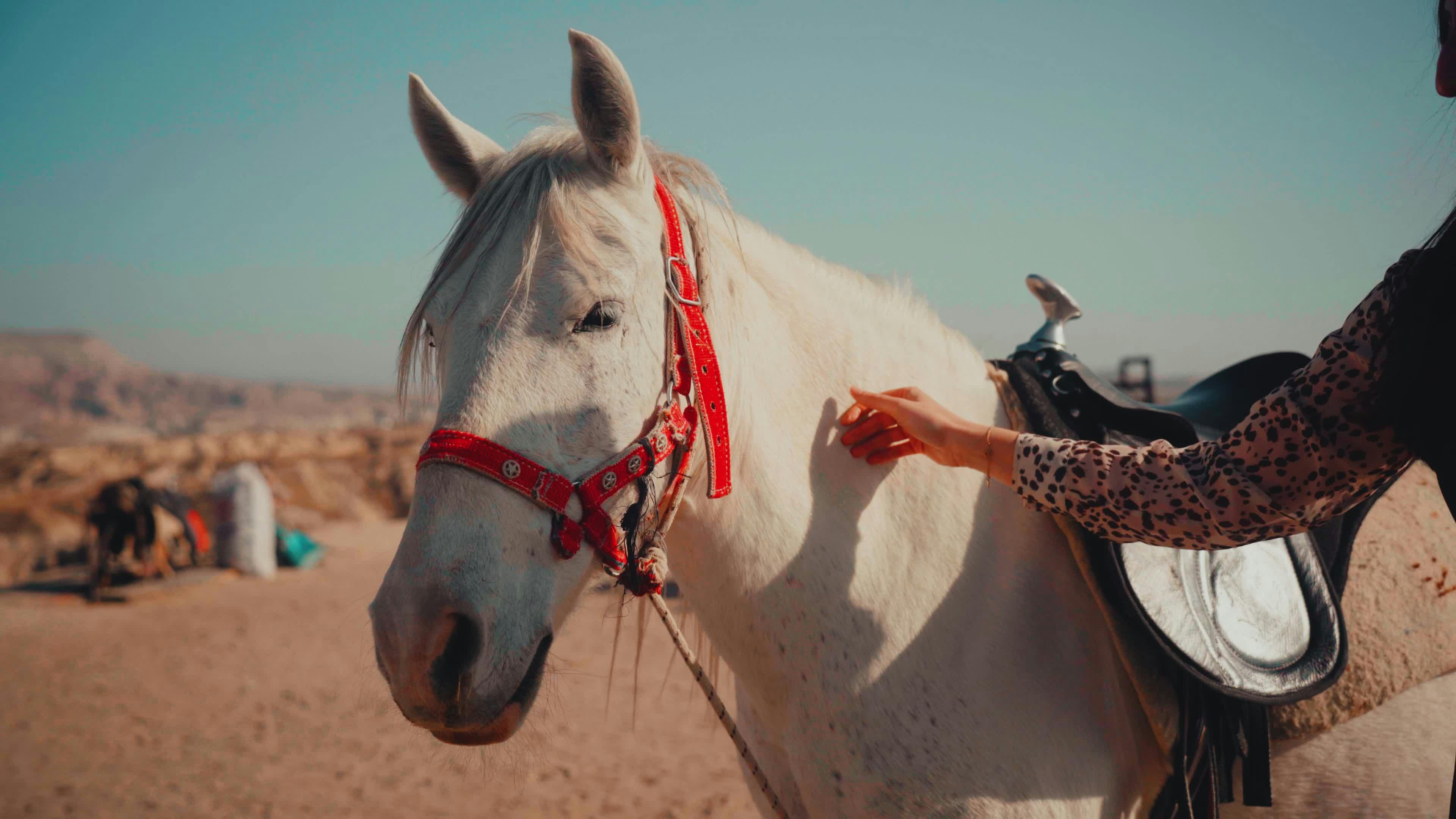 Dan+Dangler+Red+Shirt+49ers Videos, Download The BEST Free 4k Stock ...