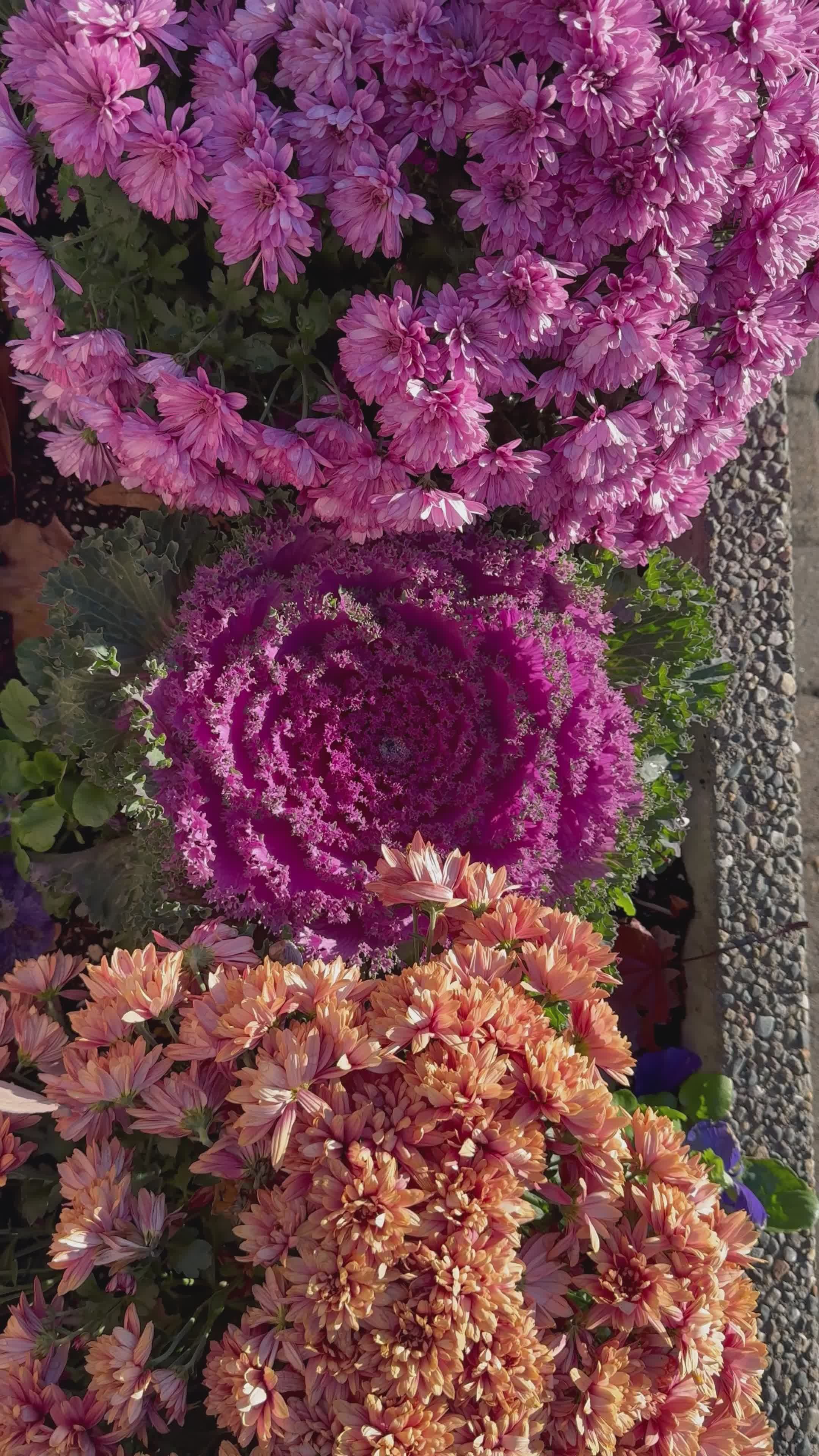 Flower Garden Videos, Download The BEST Free 4k Stock Video Footage ...
