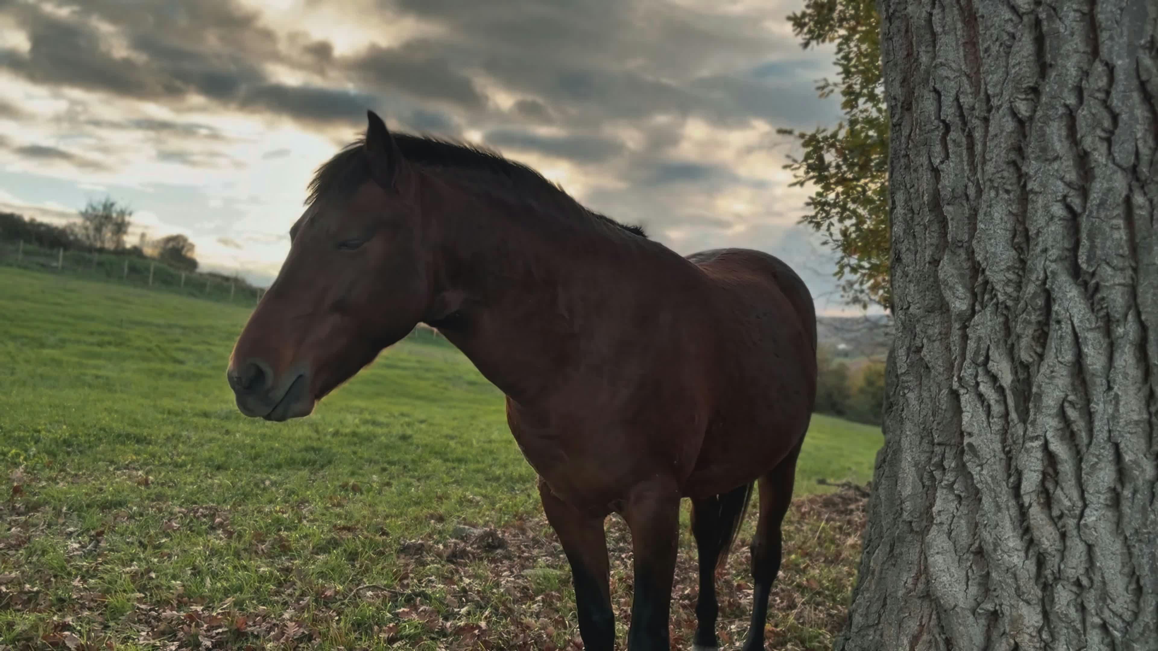 Horse Animation Videos, Download The BEST Free 4k Stock Video Footage ...