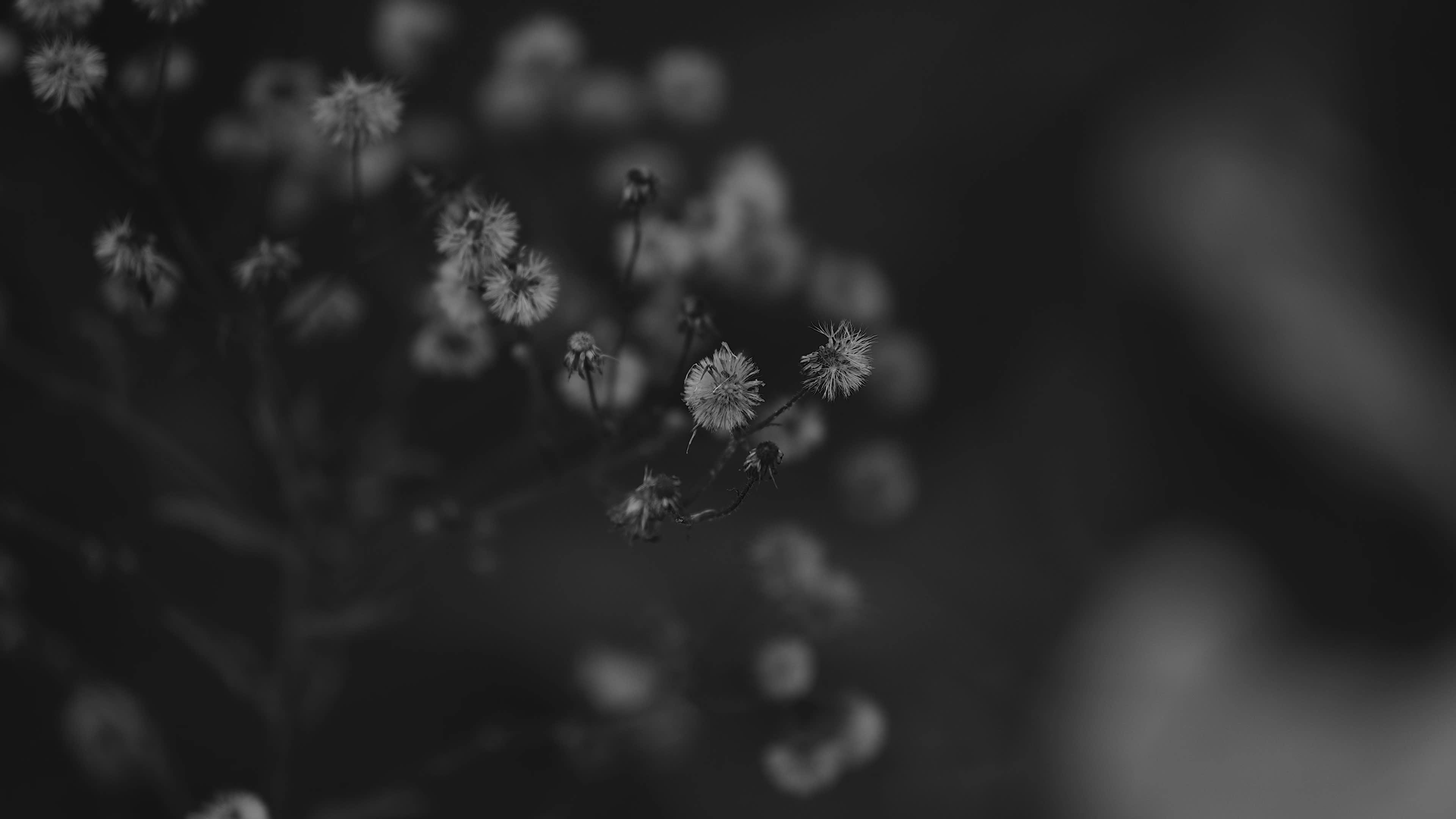 Vídeos de stock gratuitos sobre alto contraste, amable, artes plásticas ...