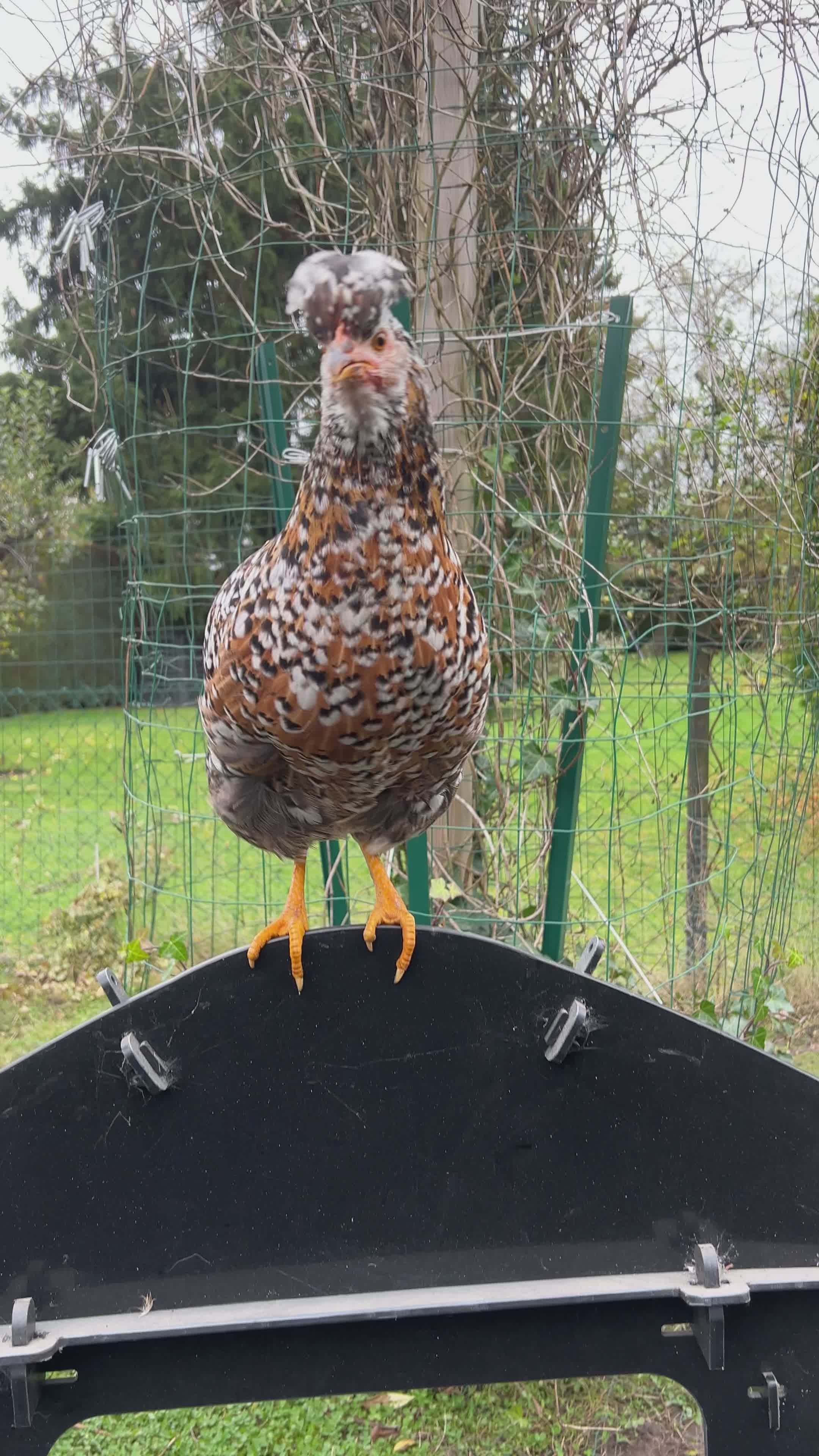 Happy Hen in a Countryside Chicken Coop Free Stock Video Footage ...