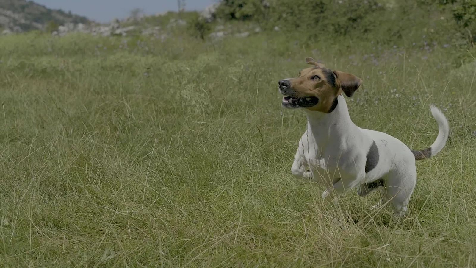 Dog Slow Motion Videos, Download The BEST Free 4k Stock Video Footage ...