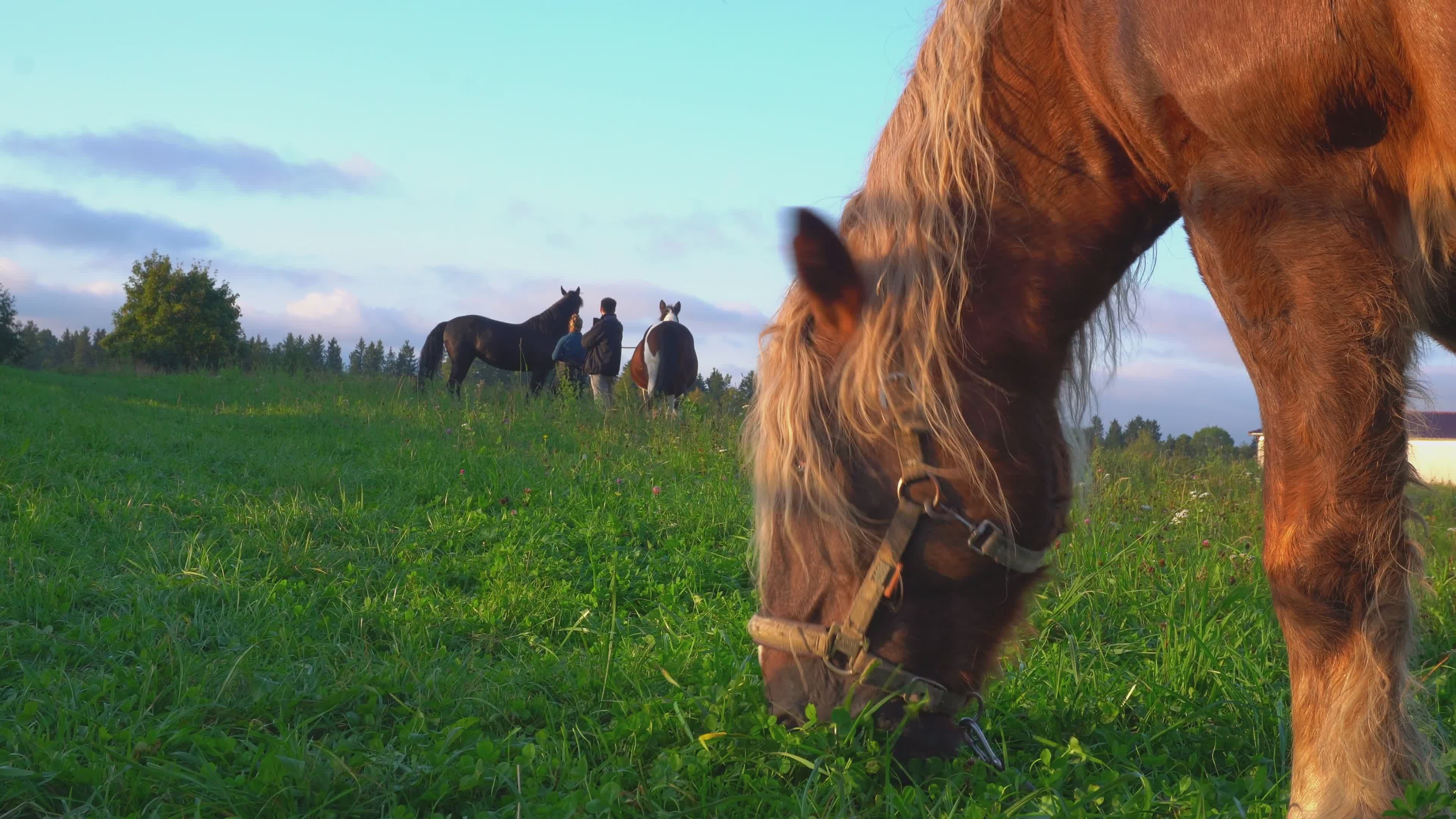 Peaceful Horses Grazing in Scenic Meadow Free Stock Video Footage ...