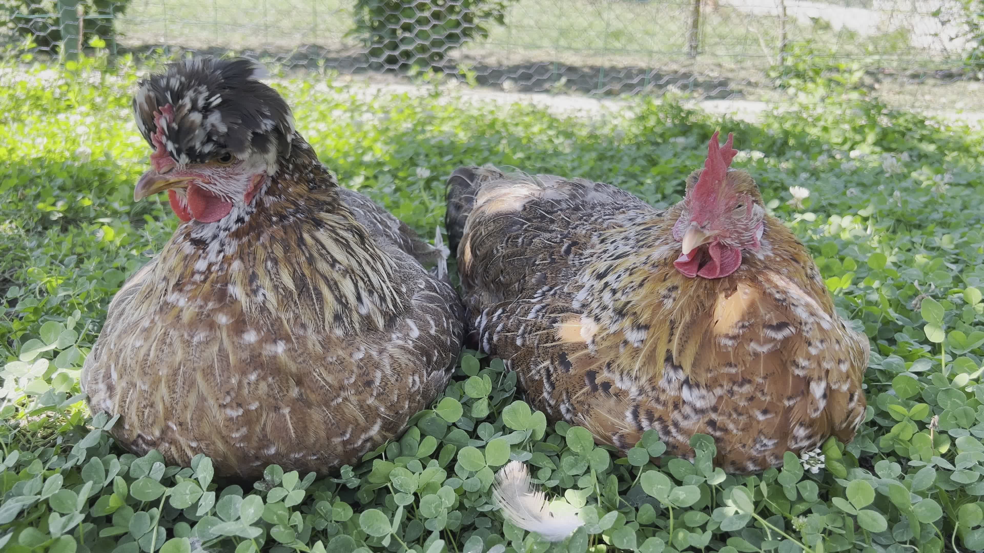 Chickens Resting in Sunny Countryside Enclosure Free Stock Video ...