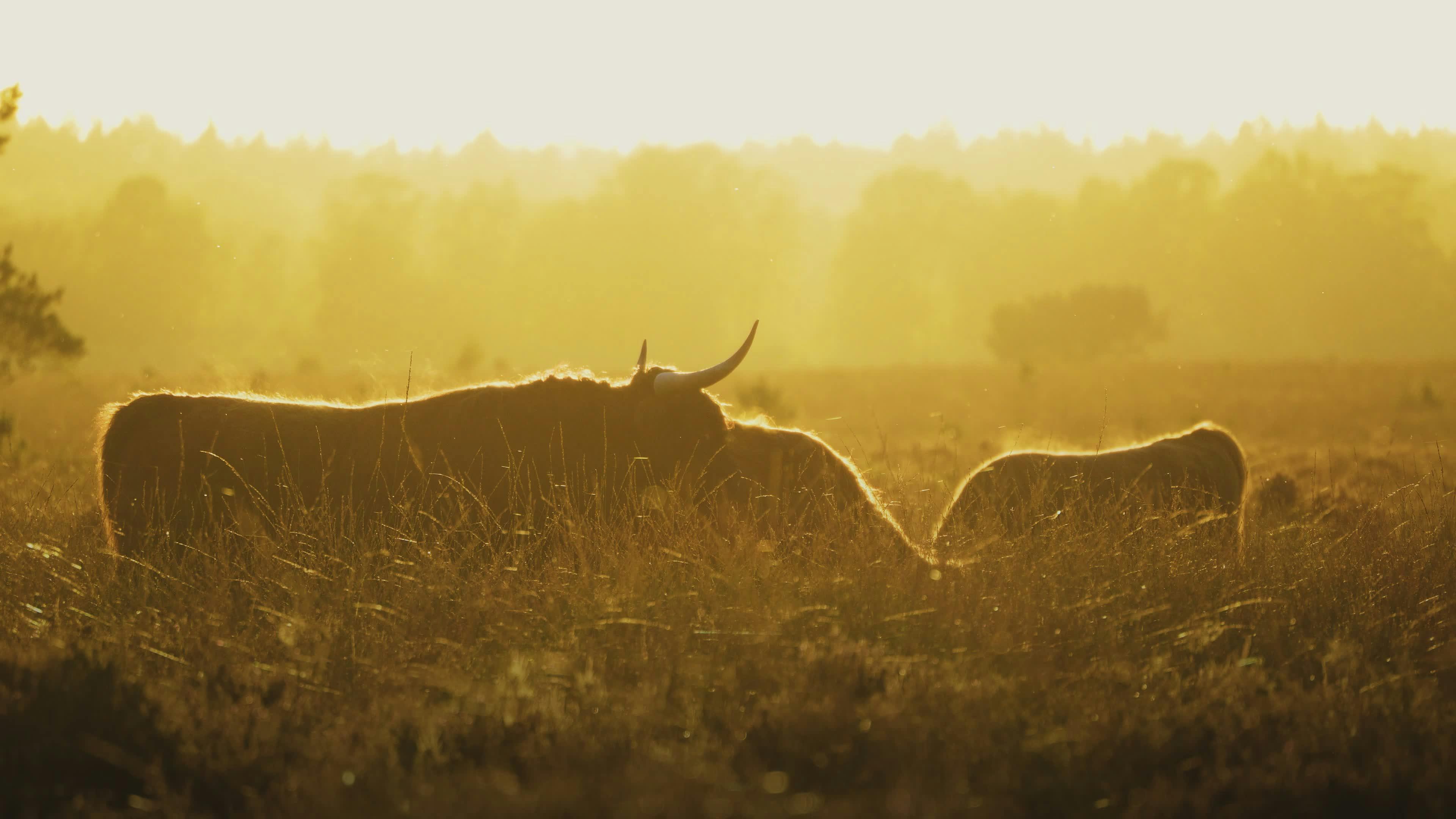 Nullscapes+Animated+Wallpaper Videos, Download The BEST Free 4k Stock ...