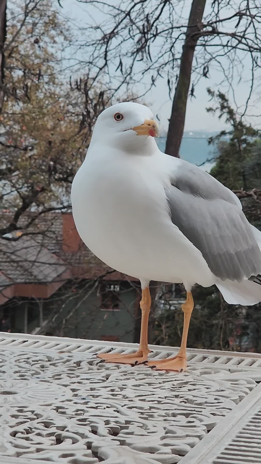 Seagull in Fall Setting, Istanbul Free Stock Video Footage, Royalty ...