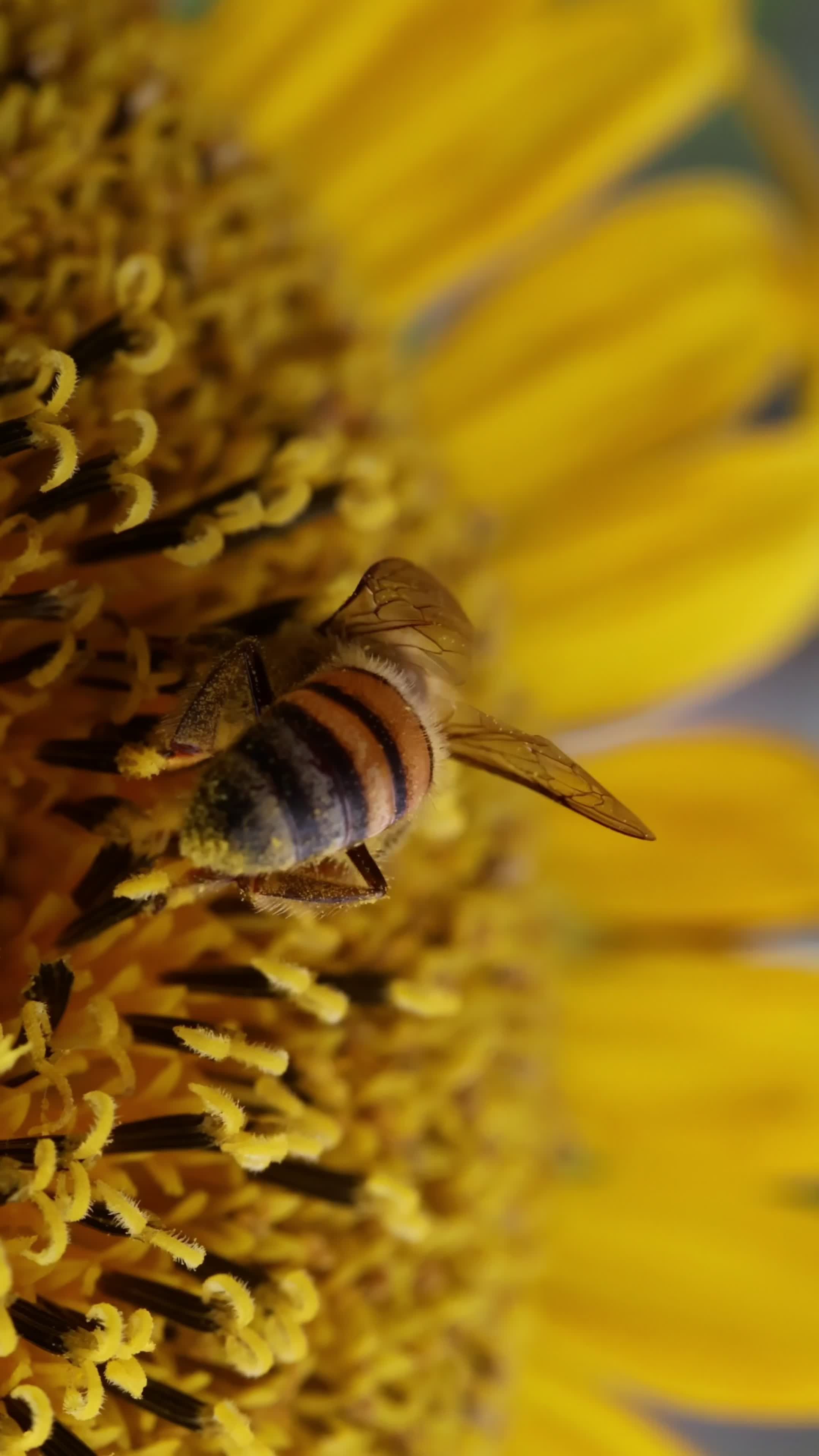 Bee Collecting Nectar from Vibrant Sunflower Free Stock Video Footage ...