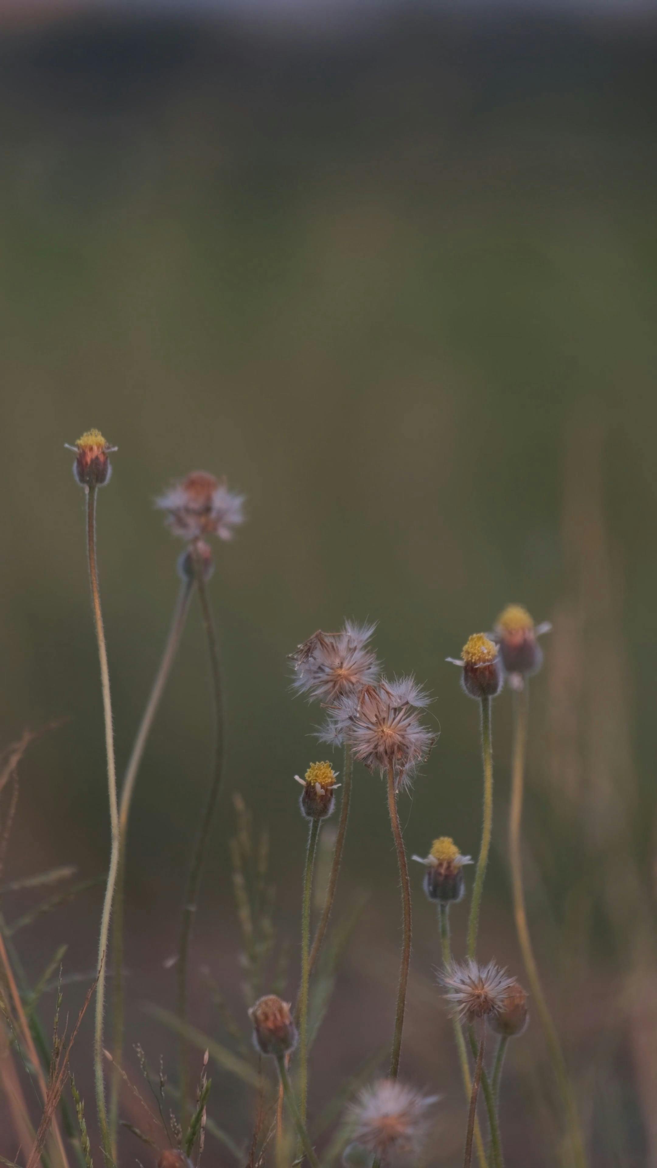 Flowers Of Wild Grass In Bloom · Free Stock Video
