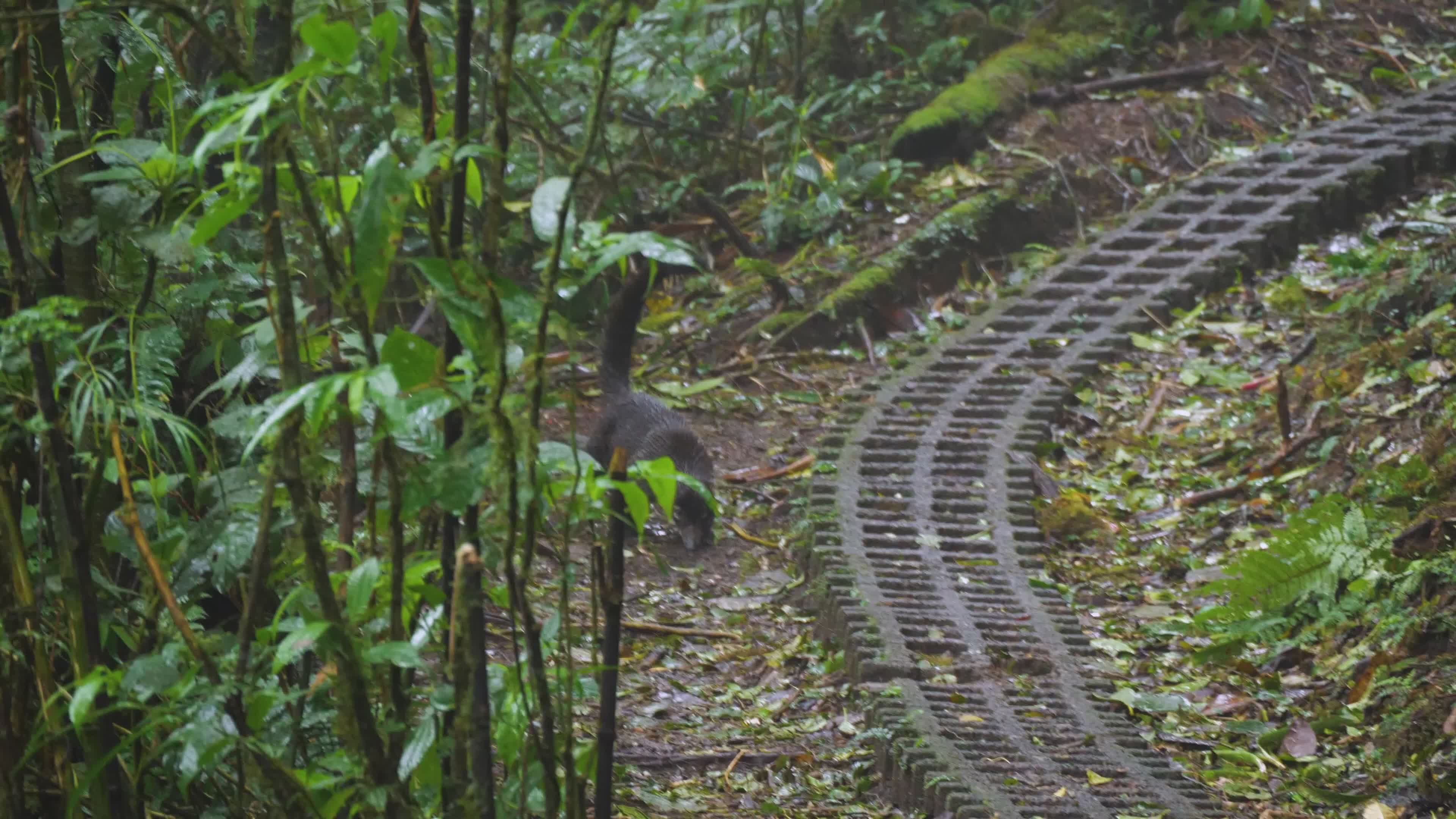 Tropical Jungle Wildlife in Costa Rica Free Stock Video Footage ...