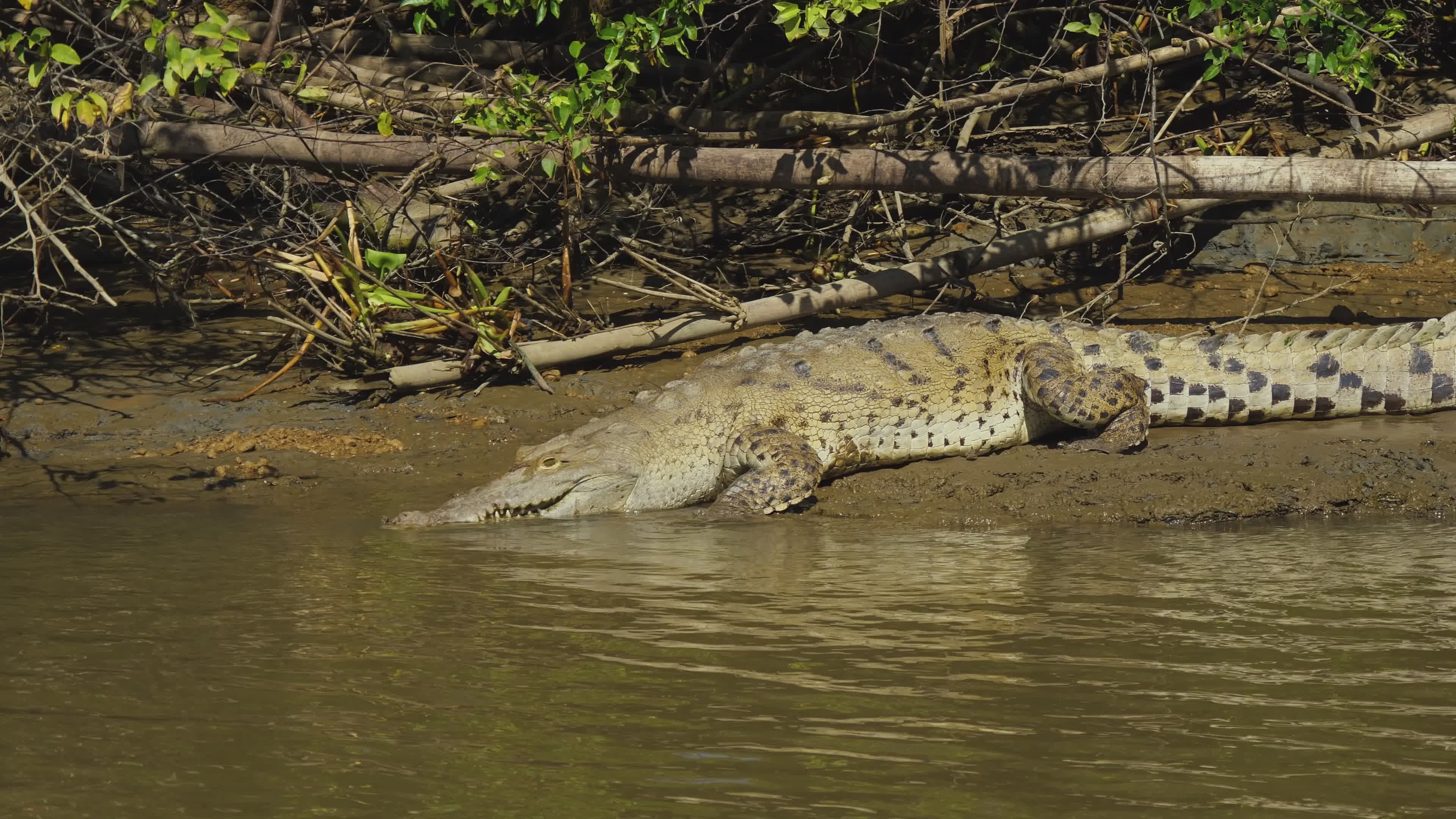 Wild Crocodile Resting on Jungle Riverbank Free Stock Video Footage ...