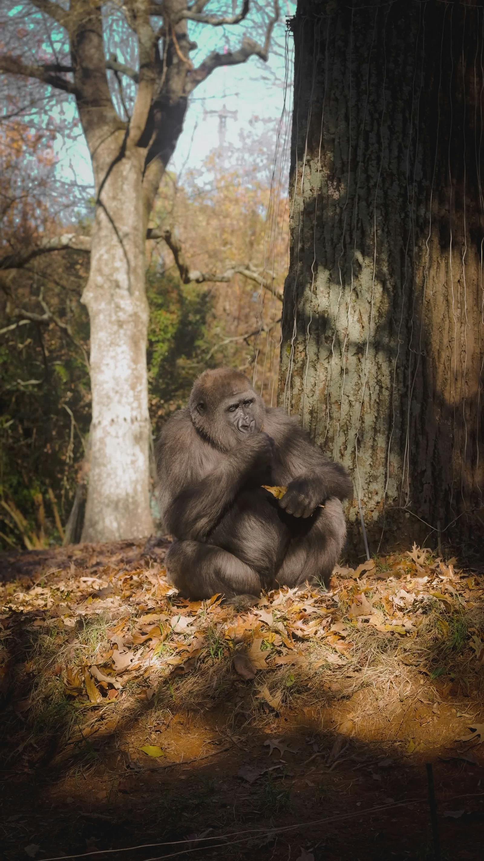 Animated Lock Screen Wallpaper Videos, Download The BEST Free 4k Stock ...