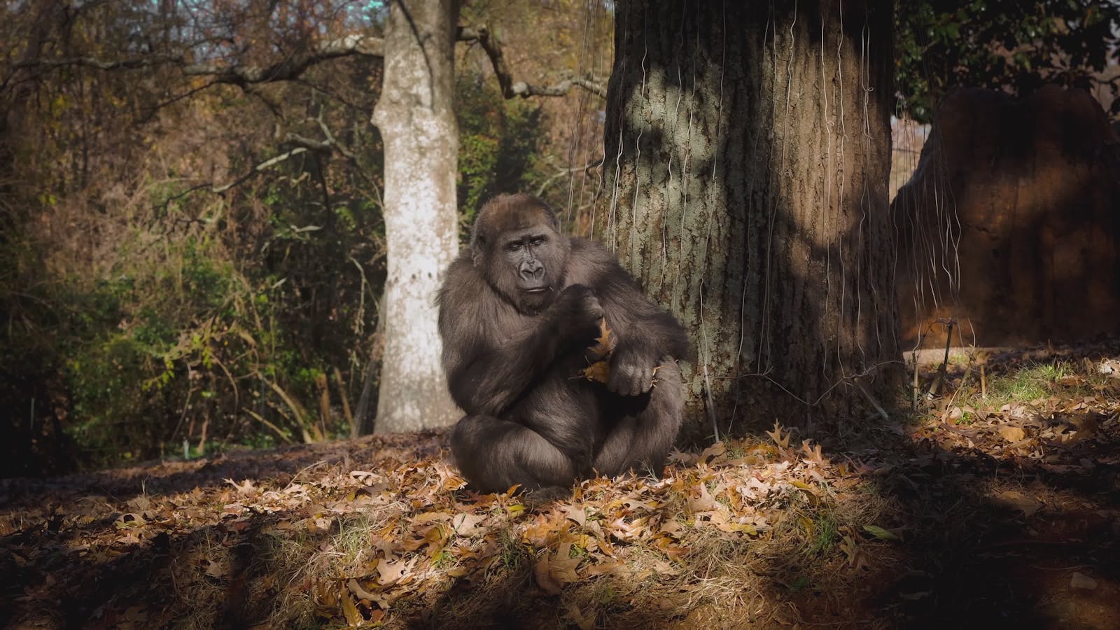 Ape+Tube+X+Vido Videos, Download The BEST Free 4k Stock Video Footage ...