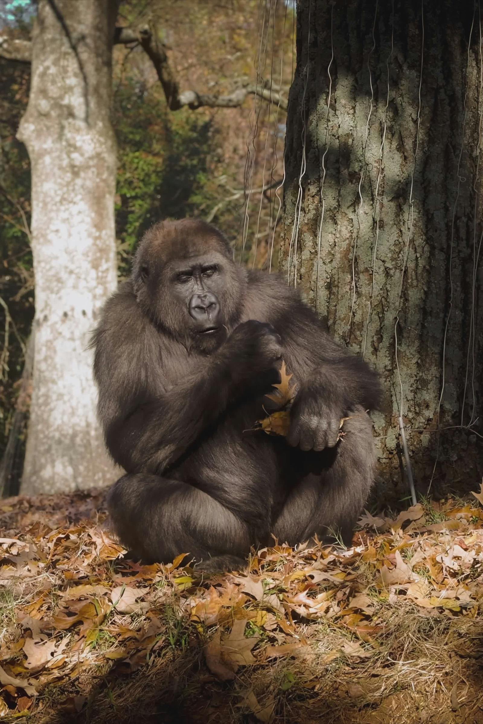 Ape+Tube+X+Vido Videos, Download The BEST Free 4k Stock Video Footage ...