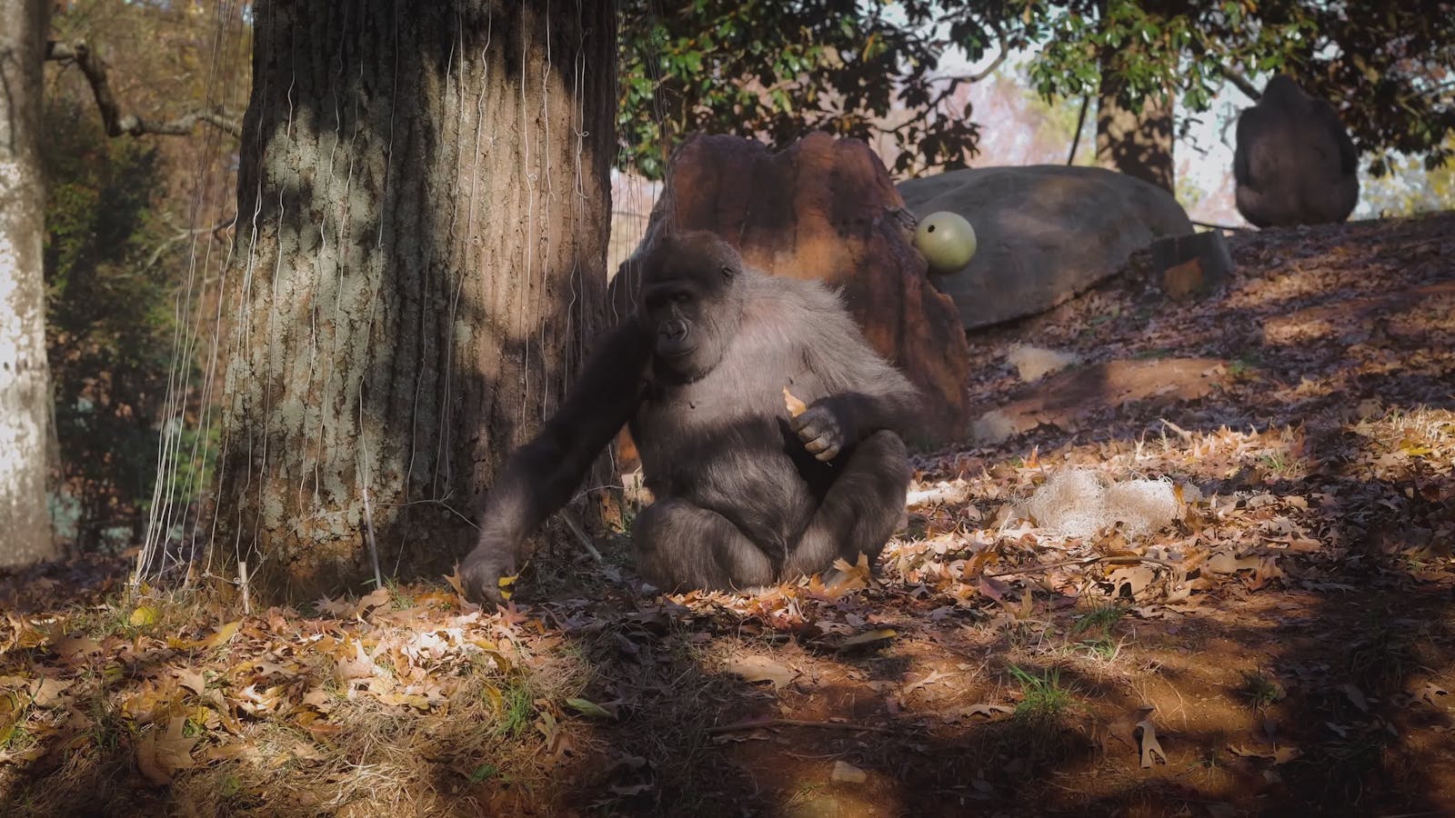 Ape+Tube+X+Vido Videos, Download The BEST Free 4k Stock Video Footage ...