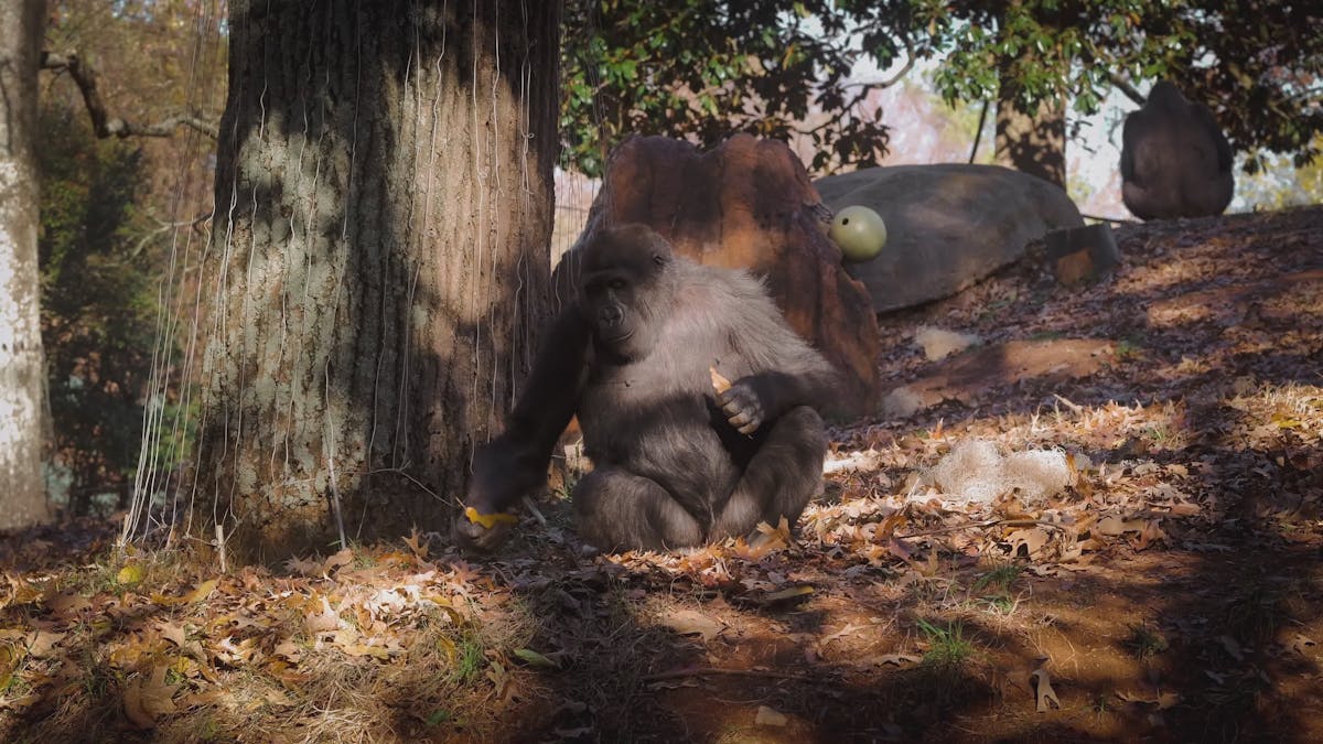 Thick+Light+Skin+Back+Shots Videos, Download The BEST Free 4k Stock ...