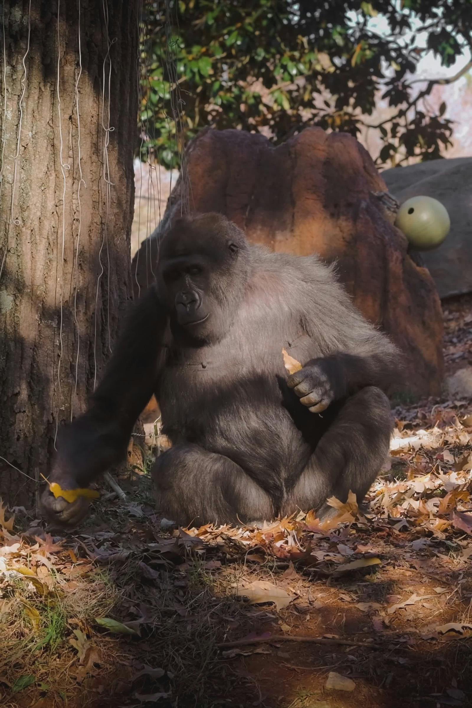 Animated Lock Screen Wallpaper Videos, Download The BEST Free 4k Stock ...