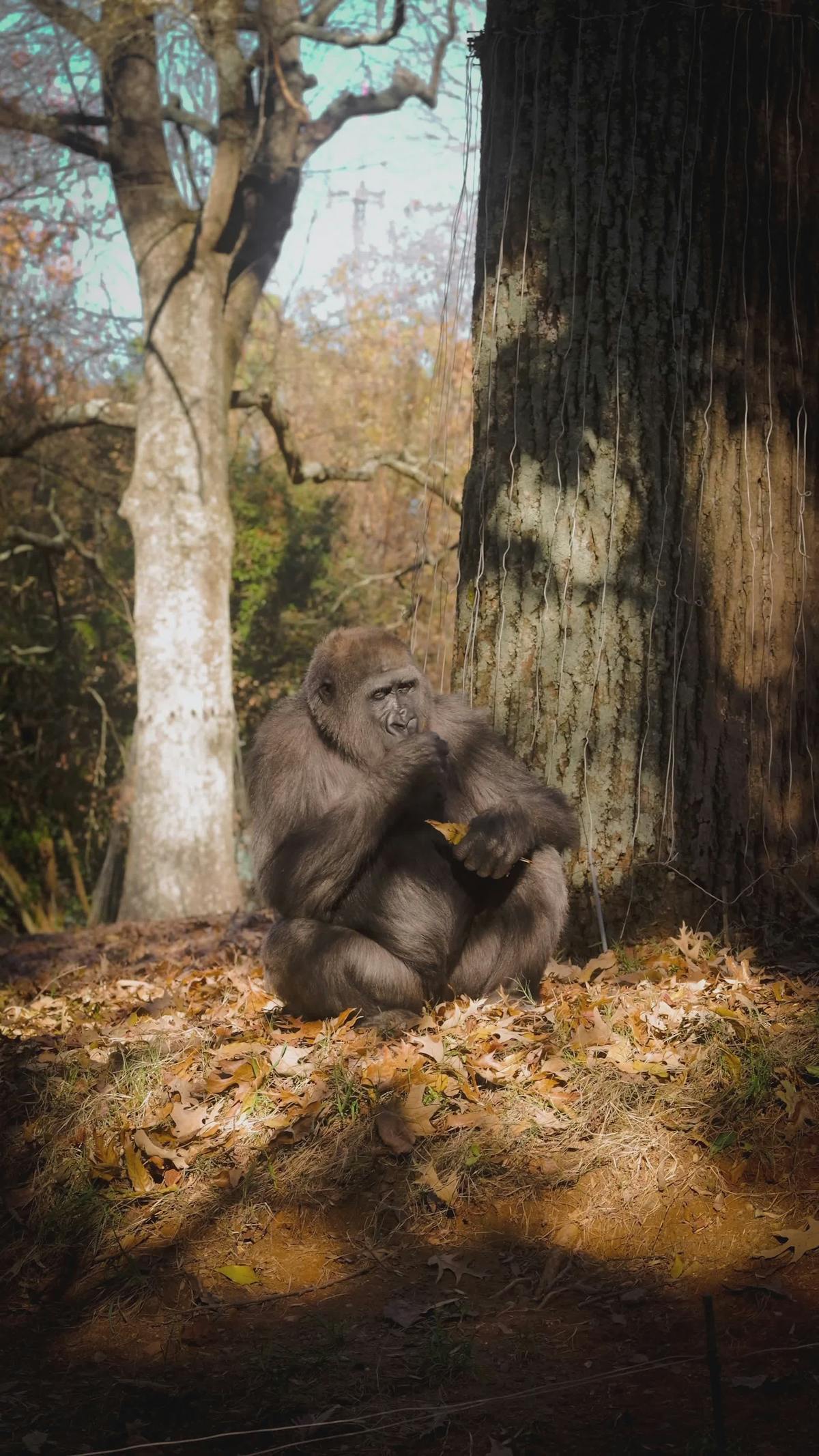 Animated Lock Screen Wallpaper Videos, Download The BEST Free 4k Stock ...