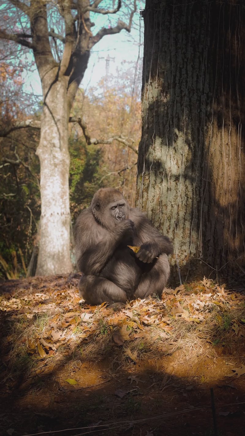 90.000+ melhores vídeos de 4k Wallpaper Animados · Download 100% grátis ...