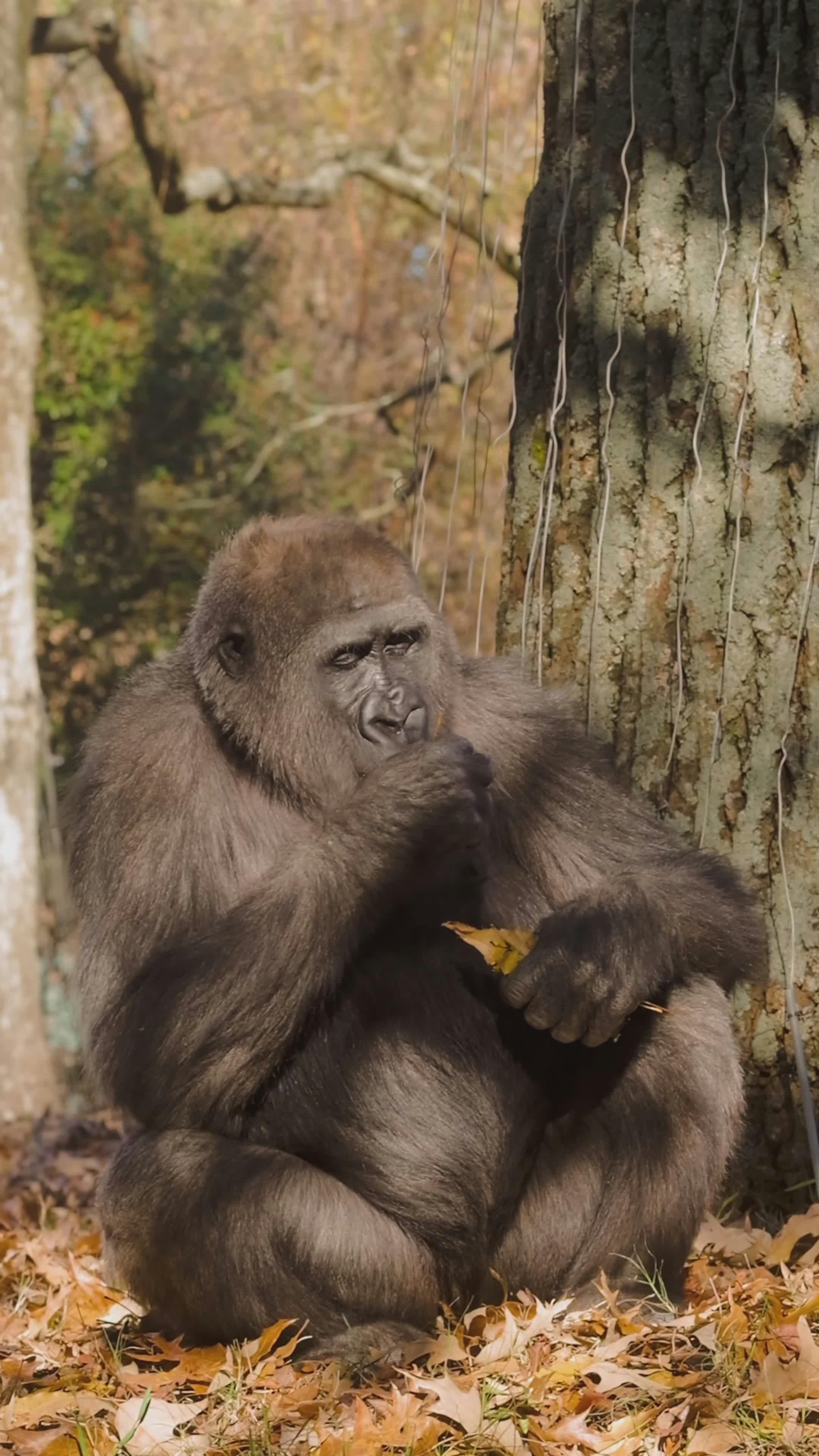 Potplayer Download Show 17.Html Videos, Download The BEST Free 4k Stock ...