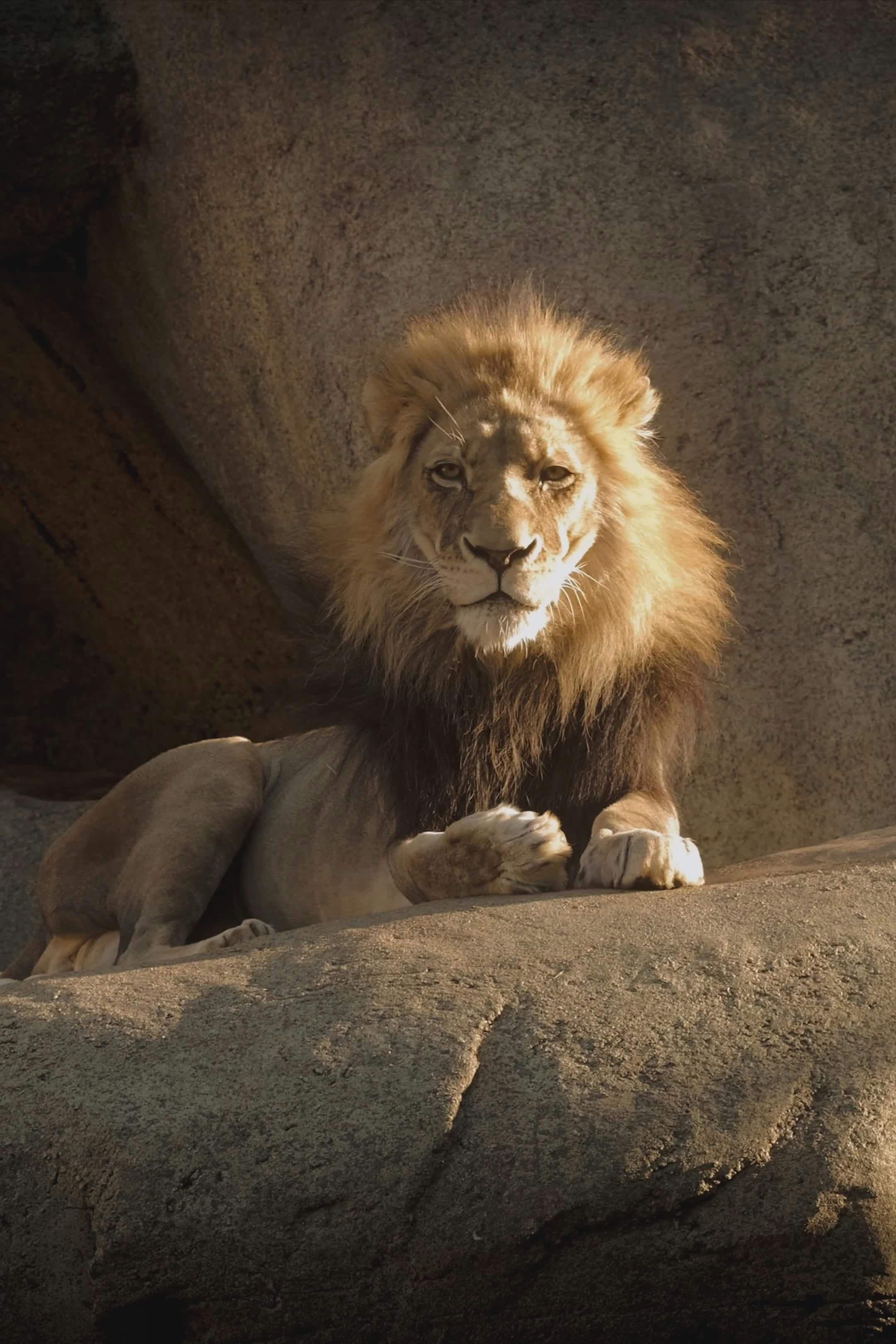 Cheef+Photo Videos, Download The BEST Free 4k Stock Video Footage ...