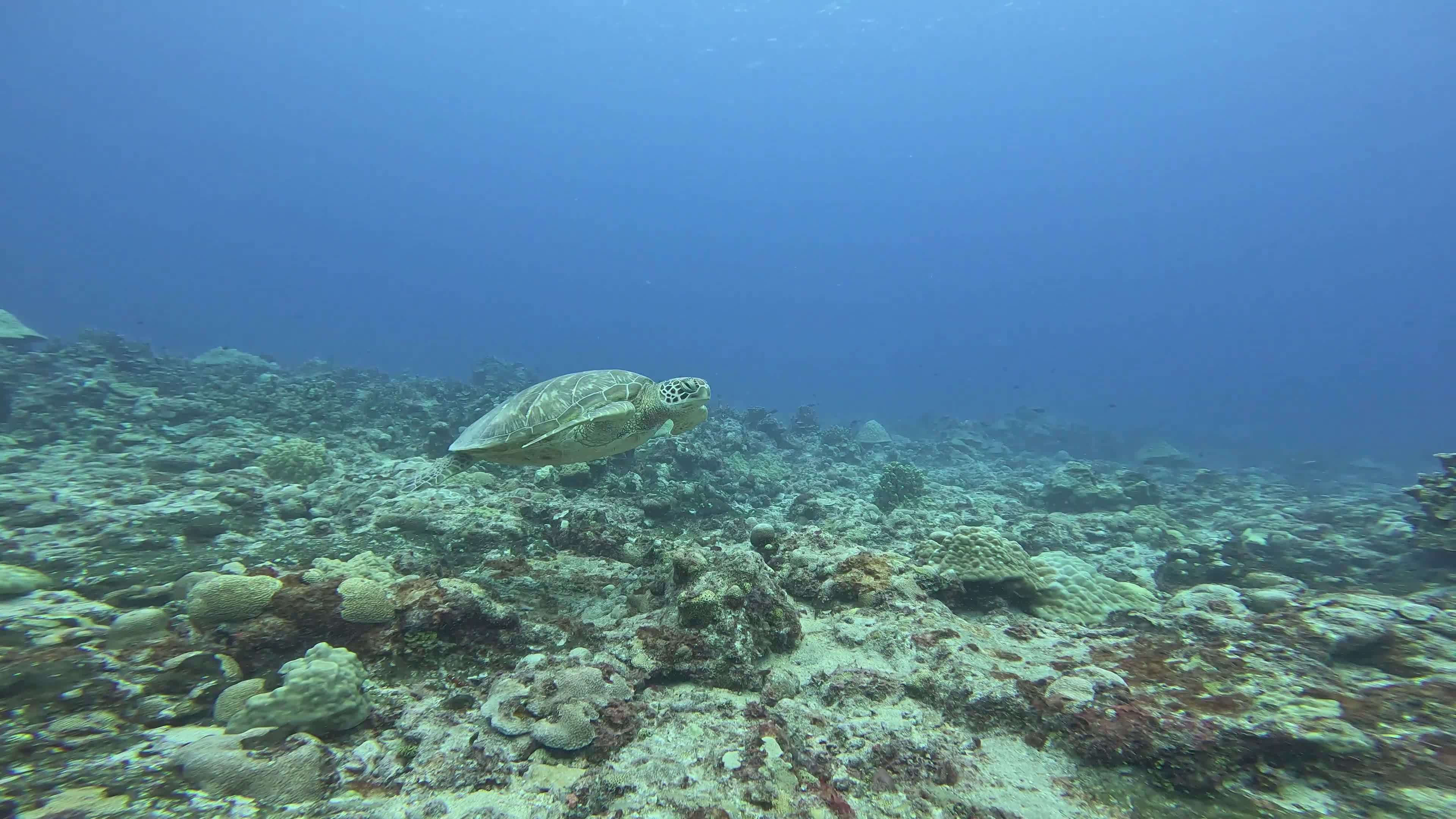 Explore Pristine Underwater World with Sea Turtles Free Stock Video ...