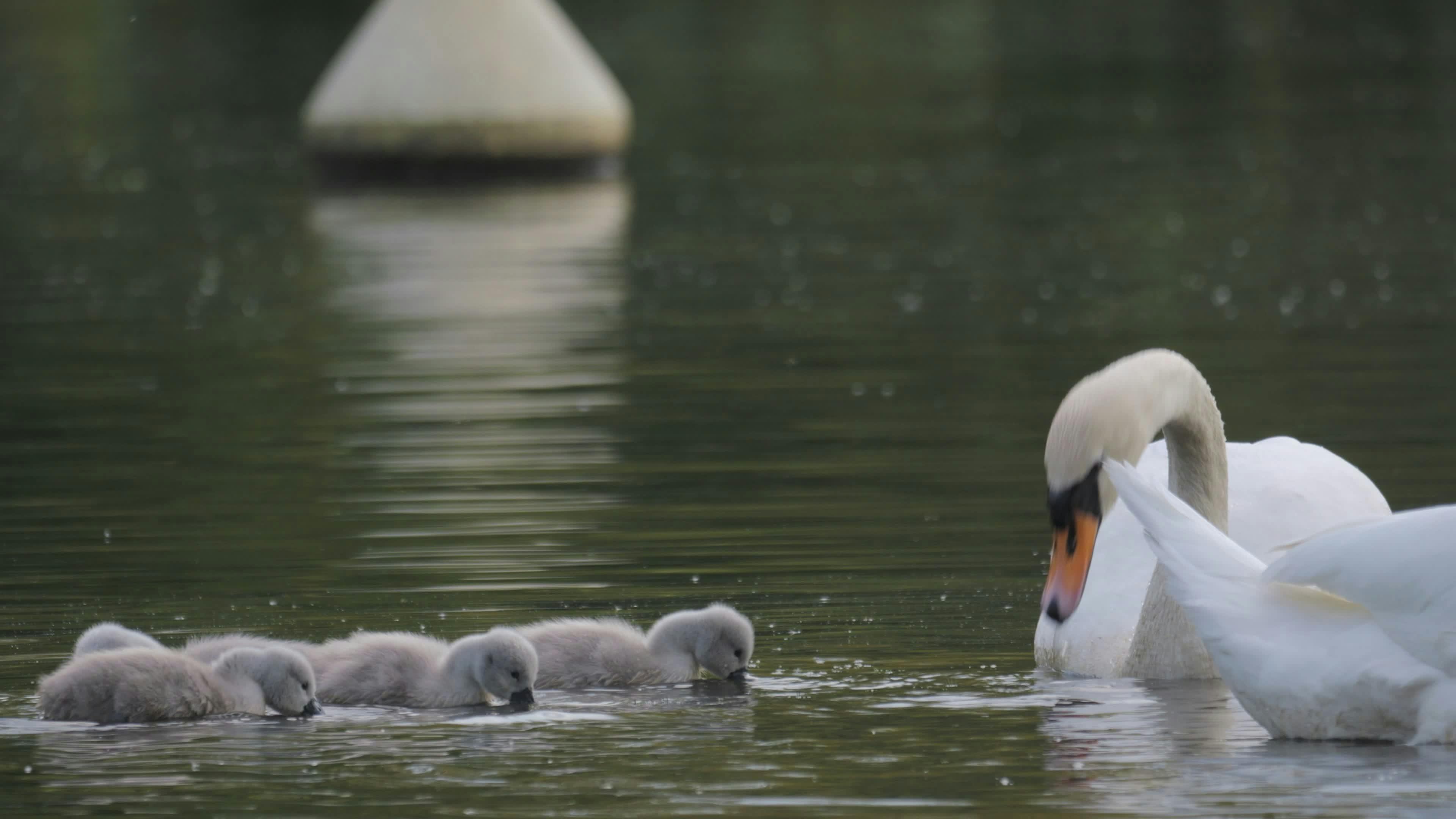 Mother+And+Son+Xxxx Videos, Download The BEST Free 4k Stock Video ...