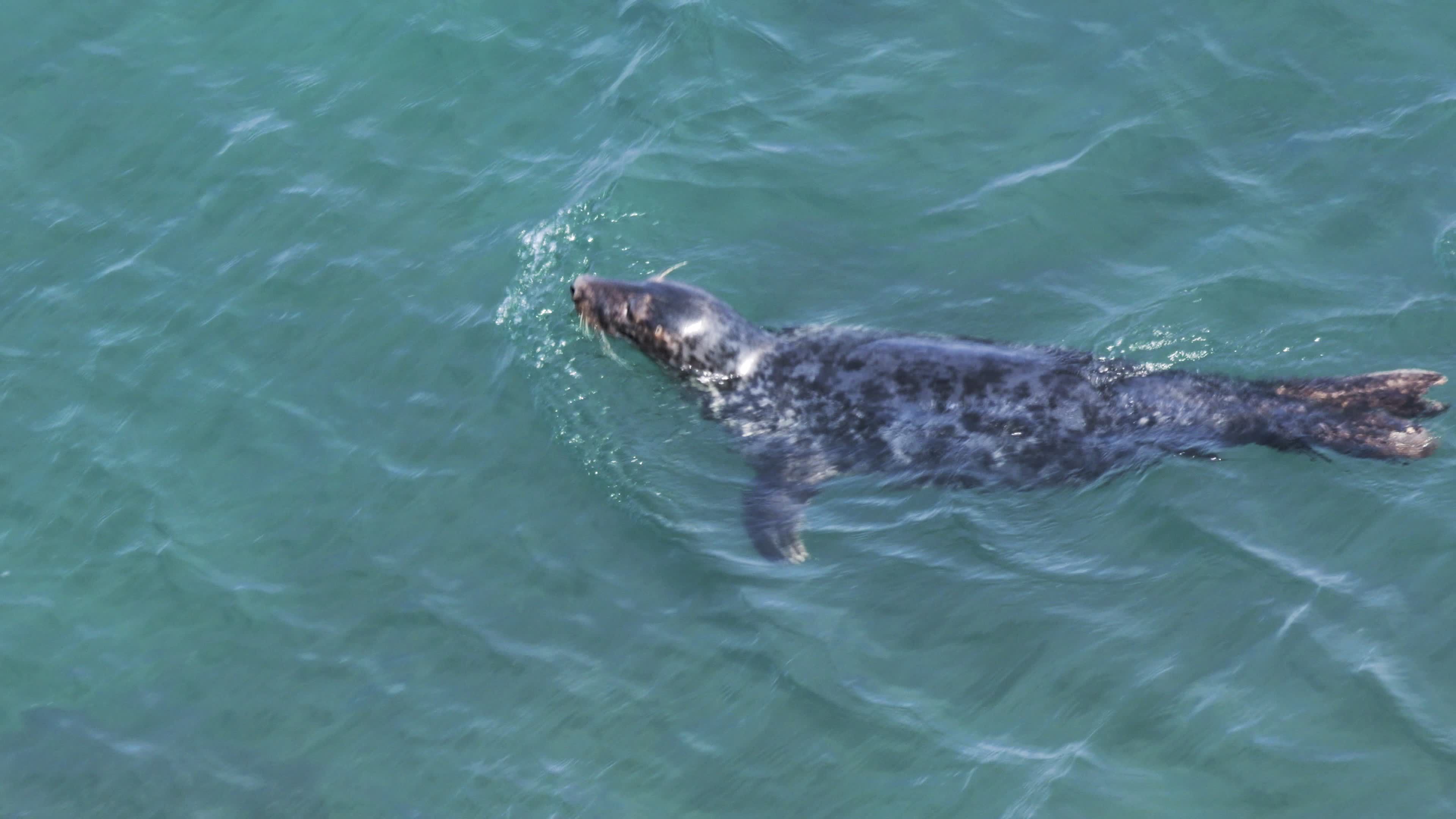Aerial View of Seal Swimming in Clear Ocean Waters Free Stock Video ...