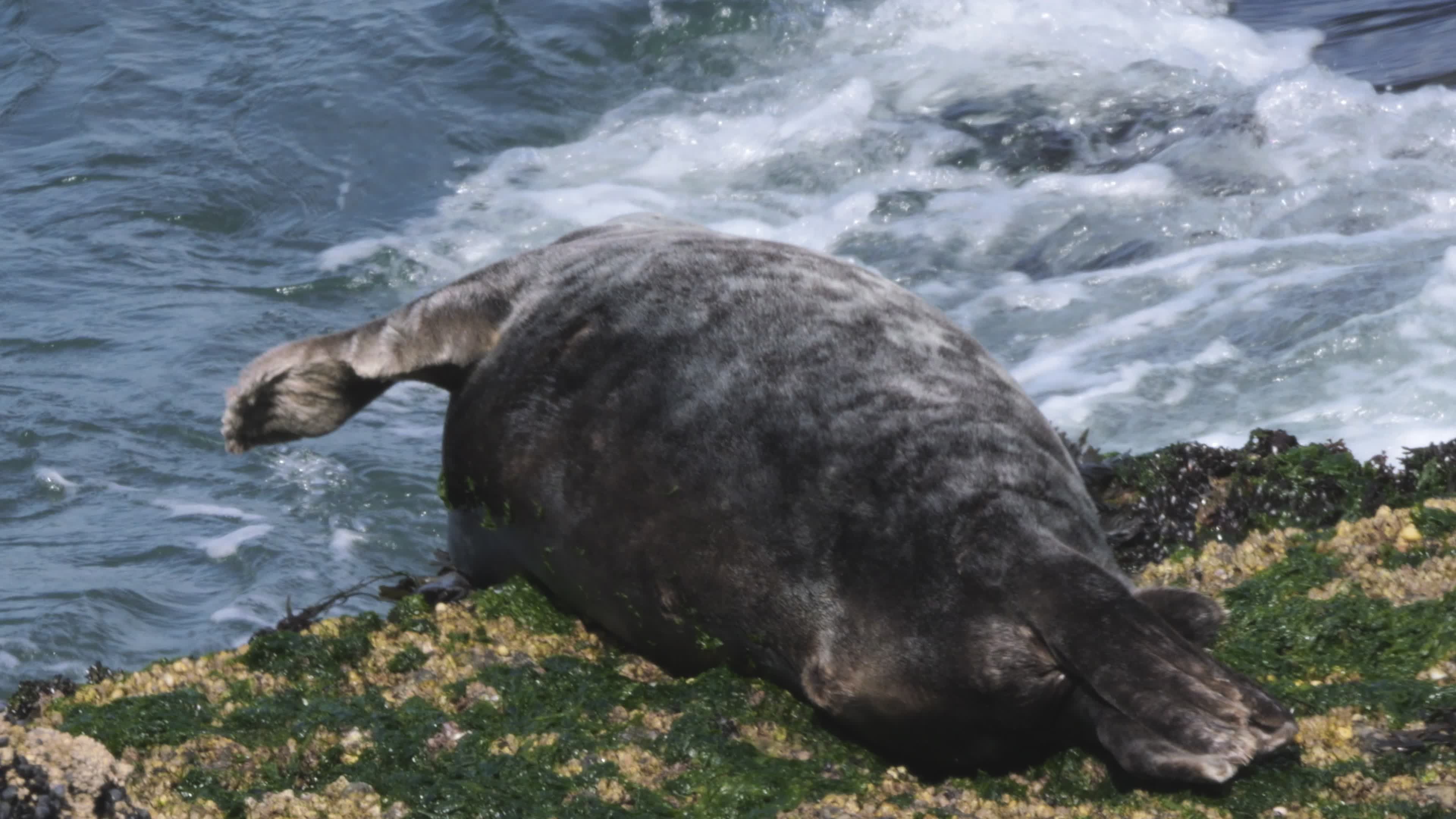 Seal Resting on Rocky Shore by Ocean Waves Free Stock Video Footage ...