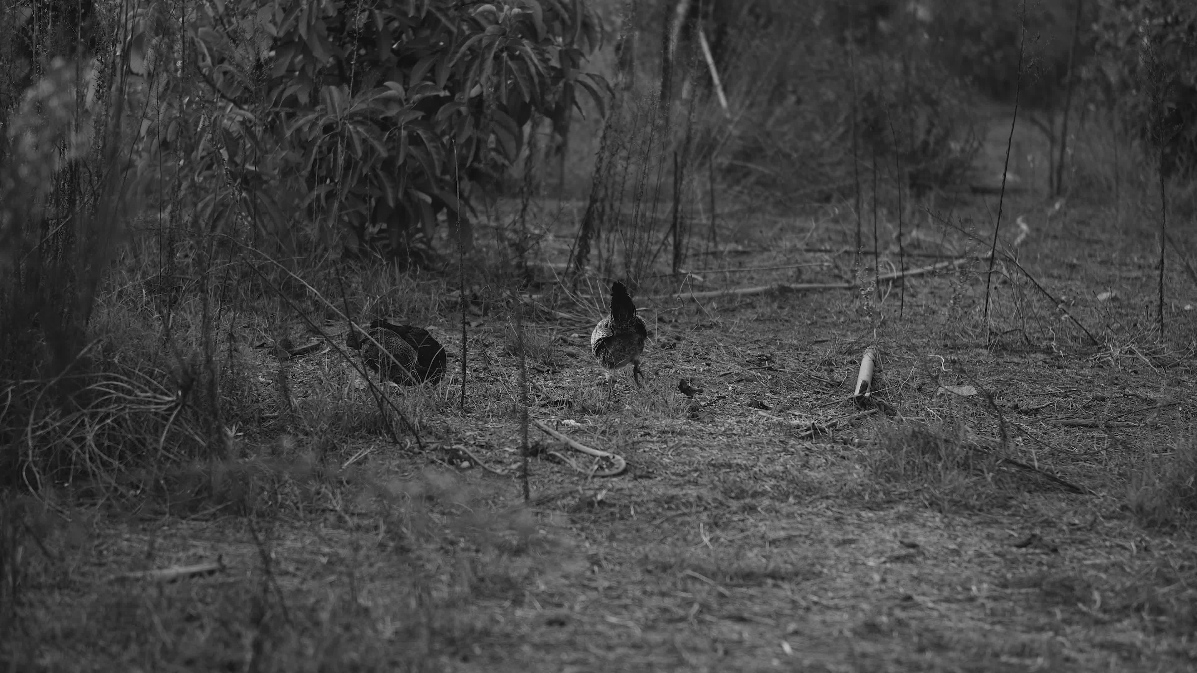 Chickens Foraging in Natural Habitat Free Stock Video Footage, Royalty ...