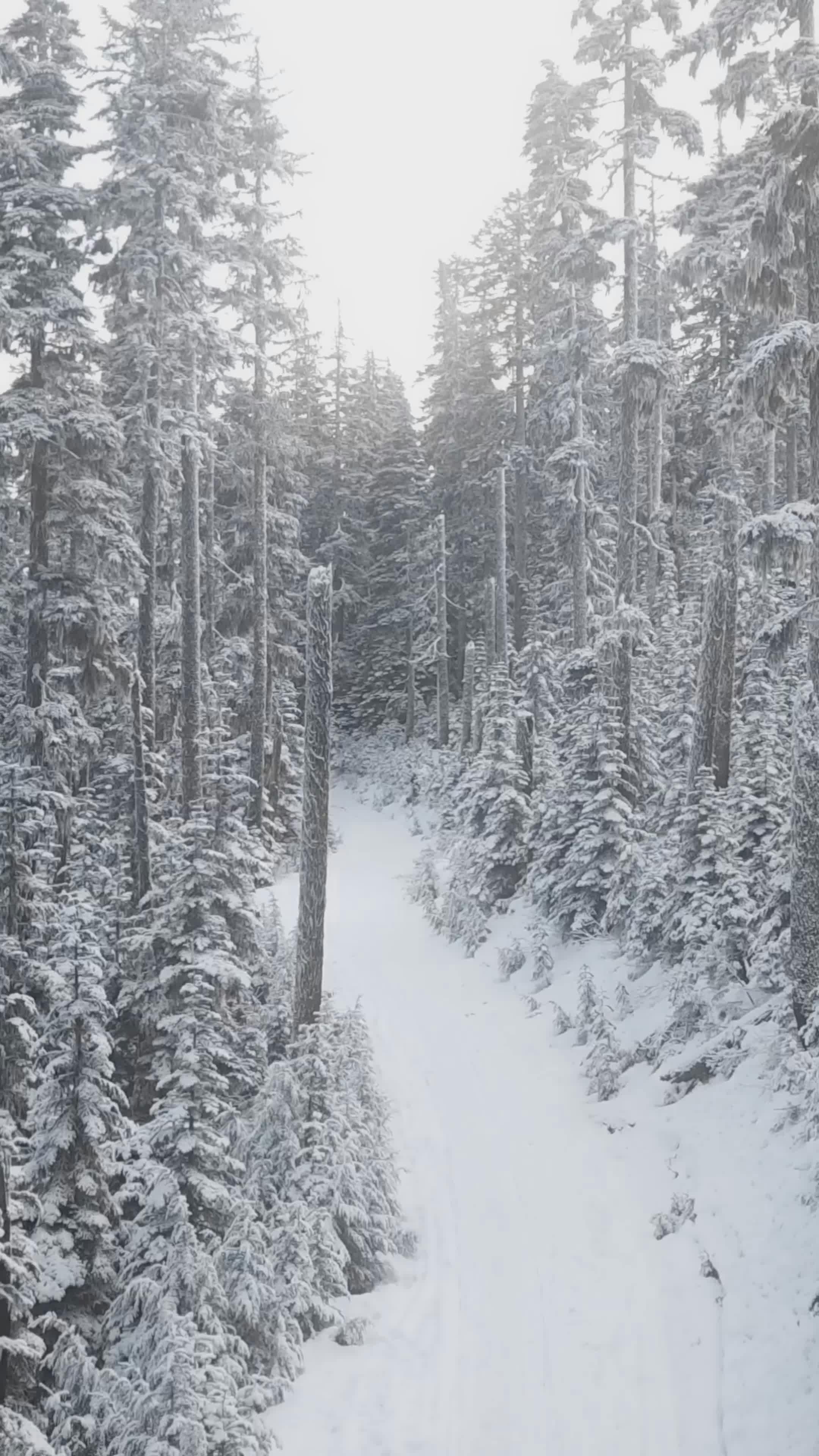 Snowy Forest Pathway in Tranquil Winter Scene Free Stock Video Footage ...