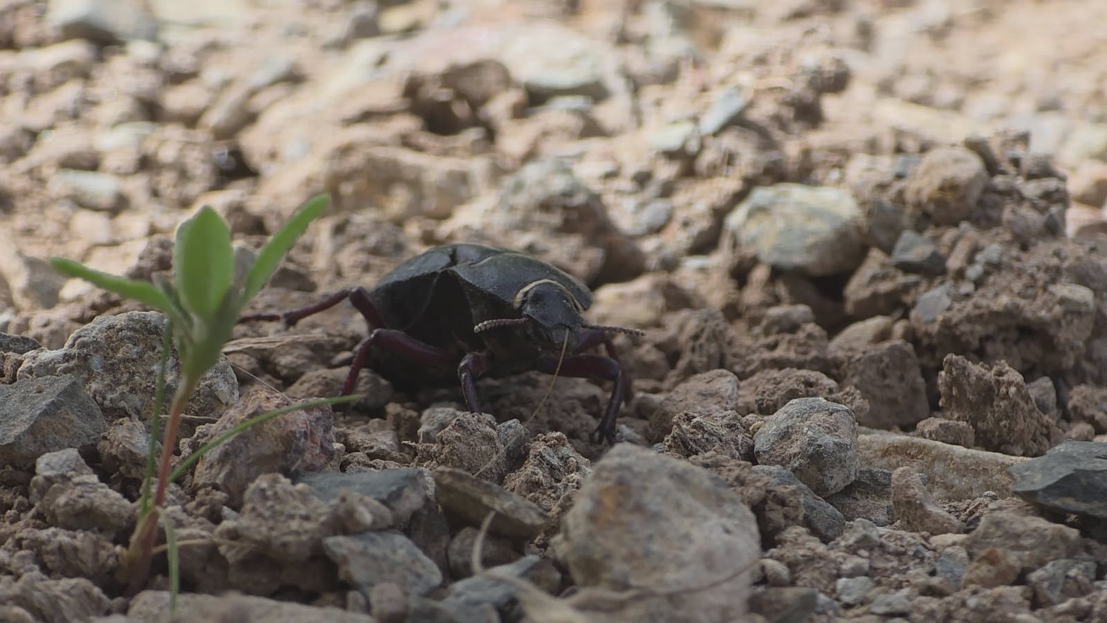 33.789+ Besten Rock+hoch+und+schlüpfer+runter Kostenlose Videos ...