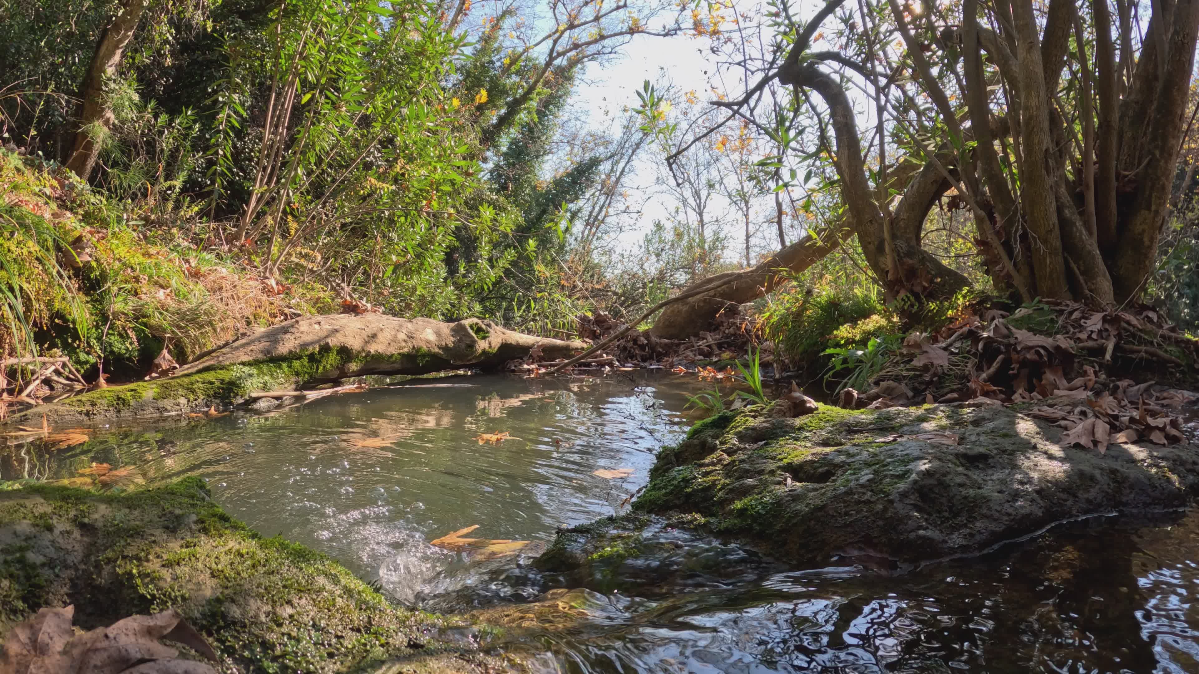 Tranquil Forest Stream in Early Fall Free Stock Video Footage, Royalty ...