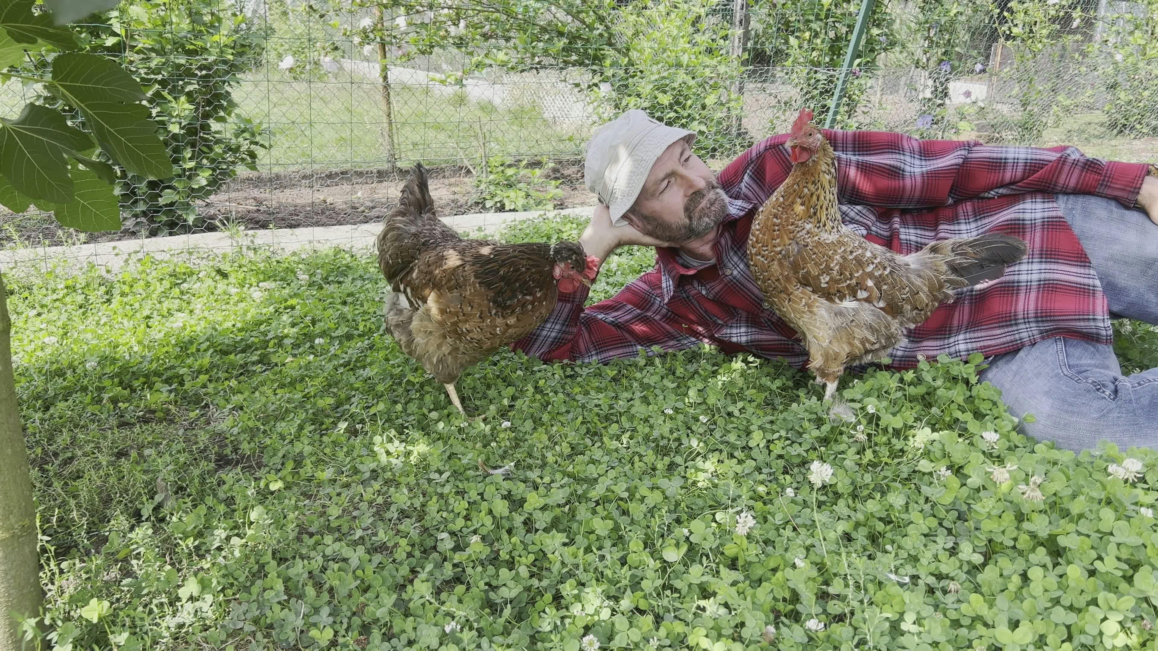 Peaceful Countryside Nap with Chickens Free Stock Video Footage ...