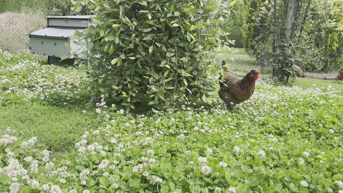 Mating Animals Videos, Download The BEST Free 4k Stock Video Footage ...